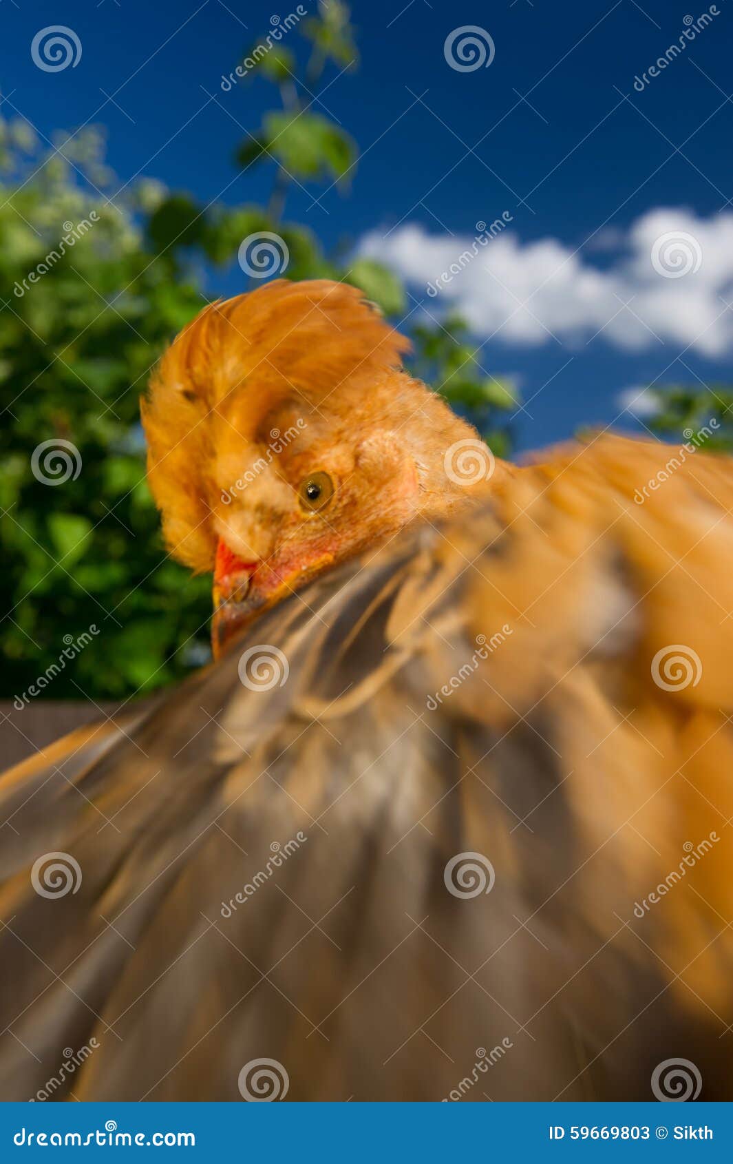 Dancing Chicken Stock Photos - Download 247 Royalty Free Photos