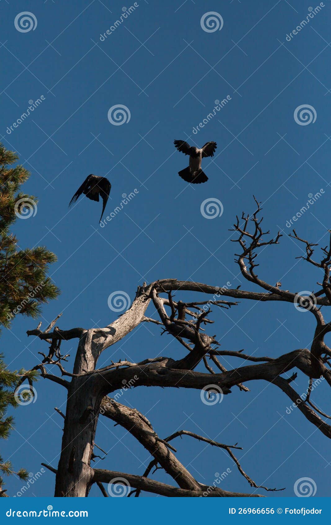 Dancing crows stock photo. Image of grey, plant, background - 26966656