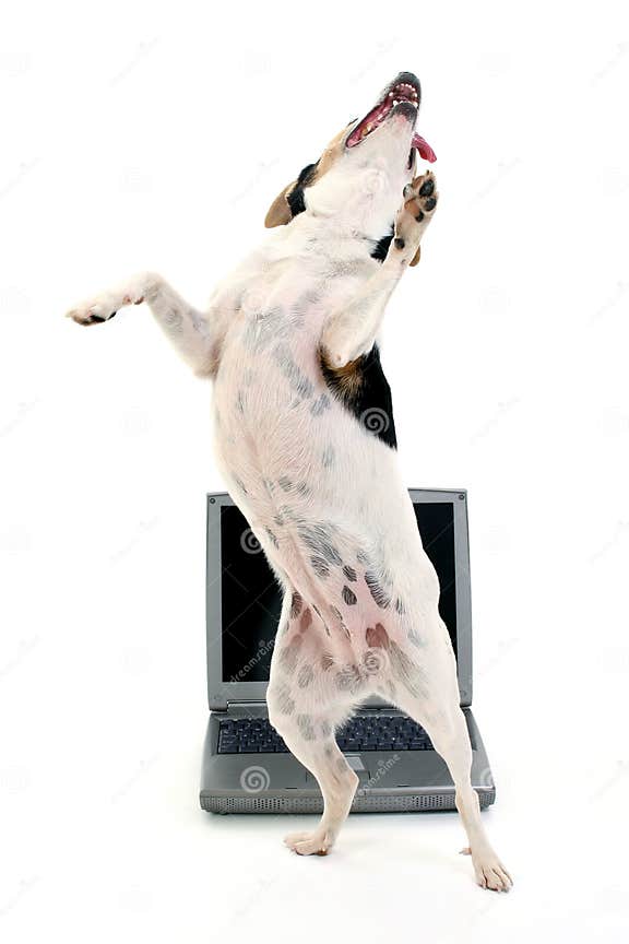 Dancing Dog stock image. Image of canine, happy, jumping - 197035