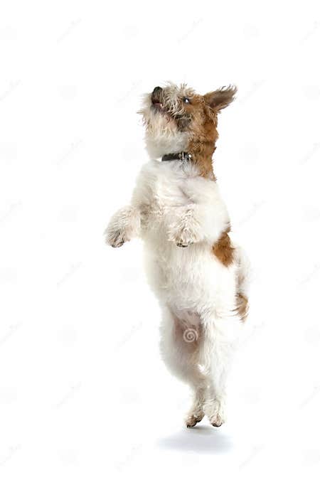 Dancing Dog stock photo. Image of white, legs, scruffy - 2203186