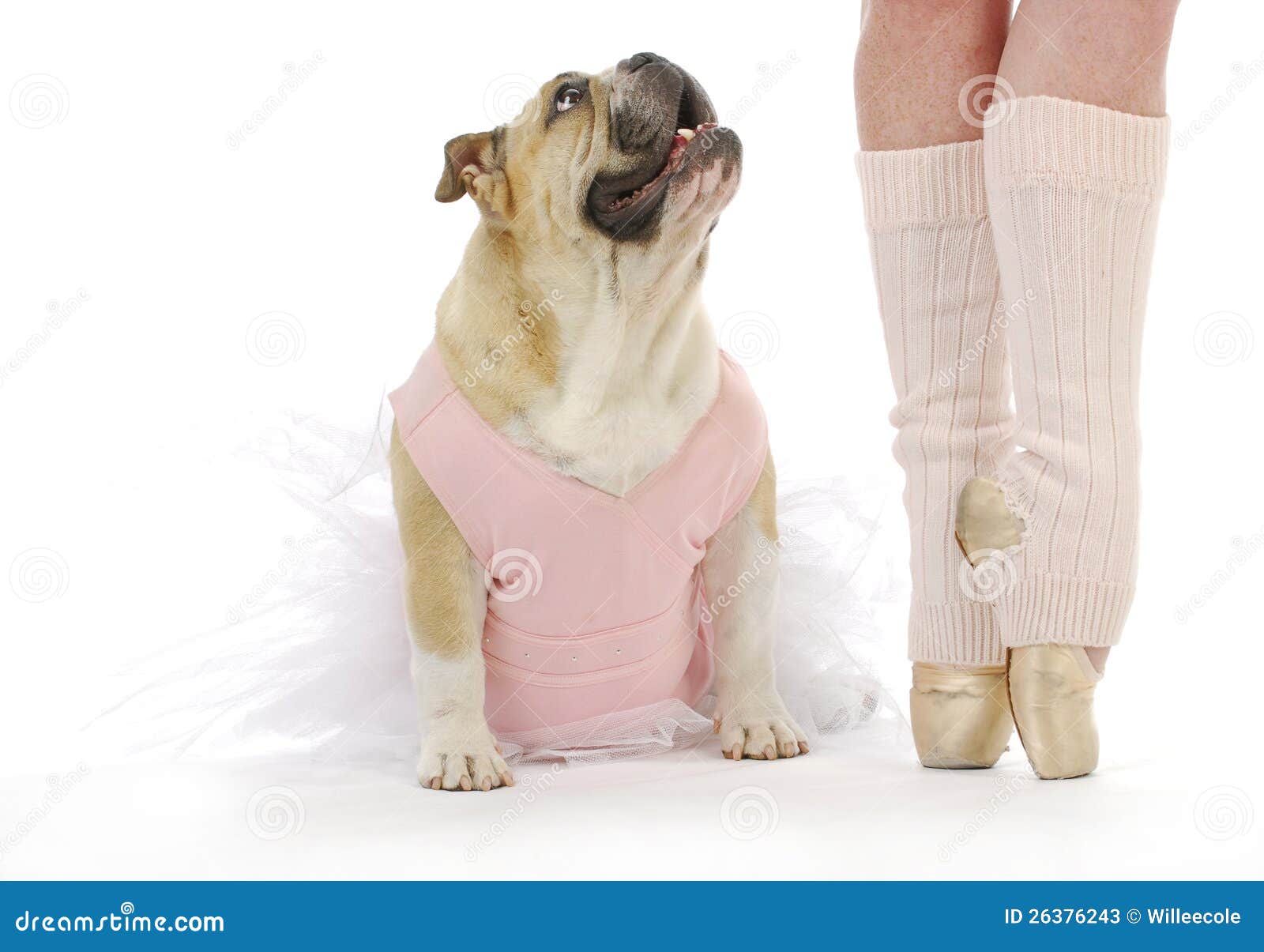 Dancing dog stock image. Image of beautiful, beauty, dress - 26376243