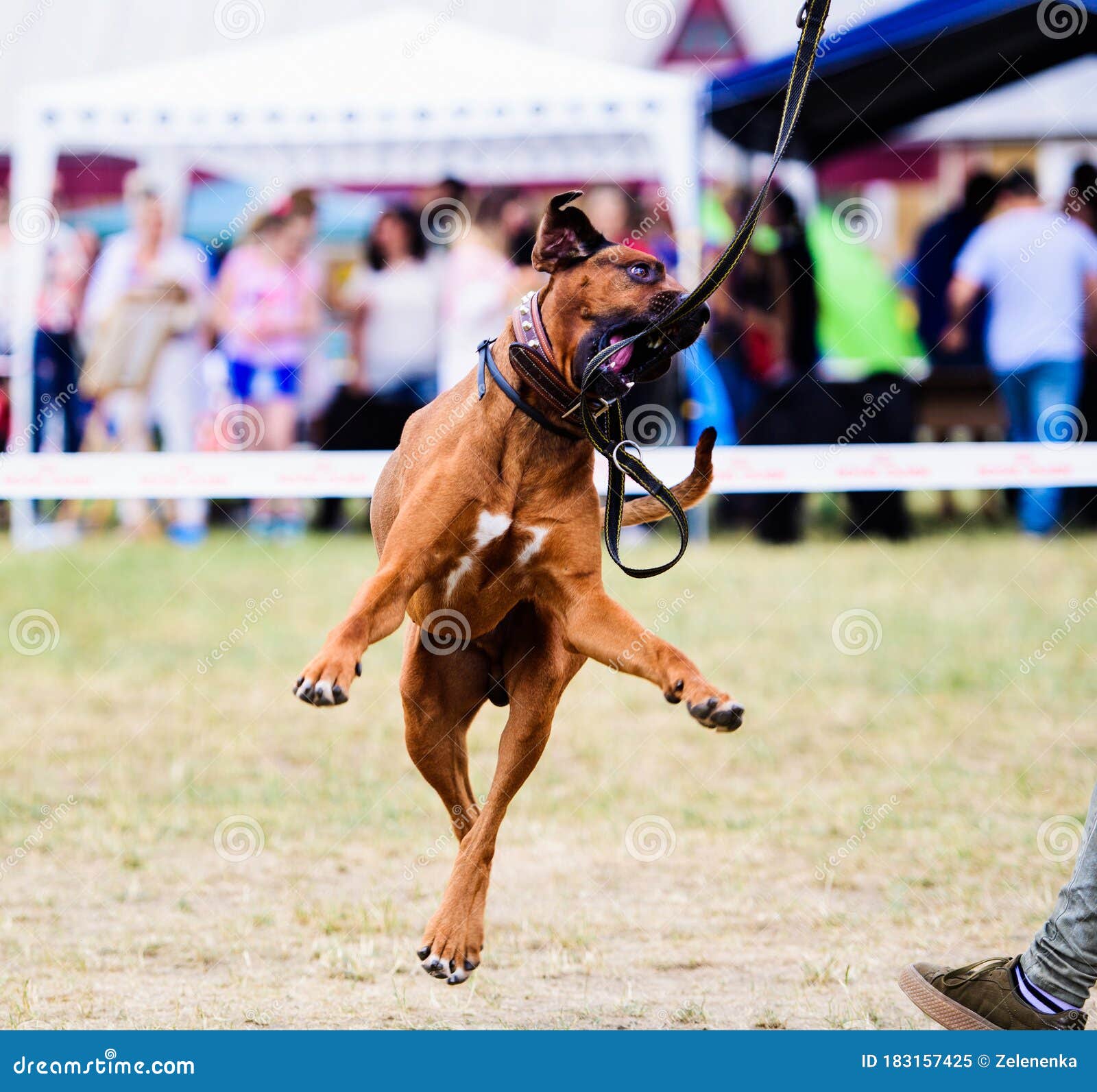 Dancing Dog. Funny Dog Jumps and Enjoys Life Stock Image - Image of ...