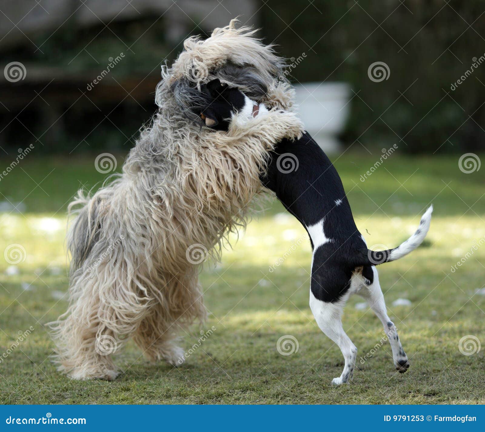 Dancing dogs stock image. Image of dance, activity, dancing - 9791253