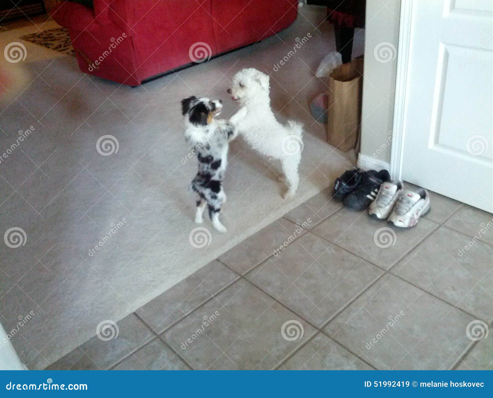 Dancing dogs stock image. Image of mini, aussie, dancing - 51992419