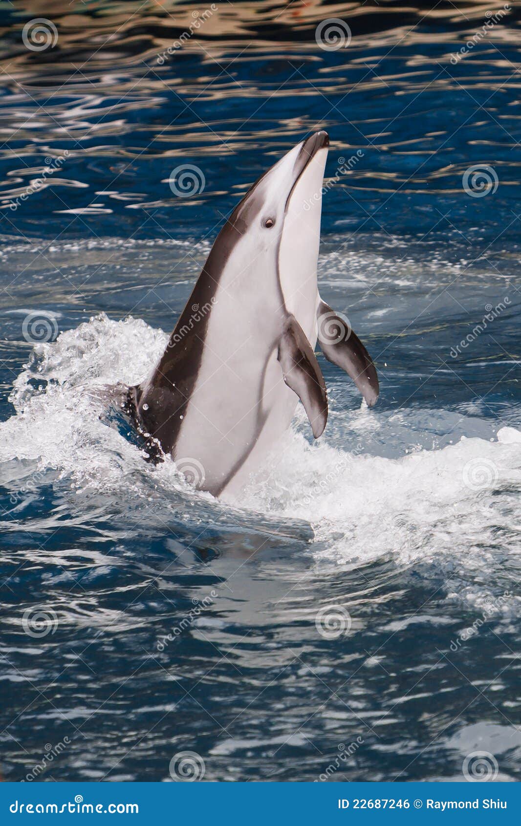 Dancing Dolphin stock photo. Image of wild, exotic, fish - 22687246