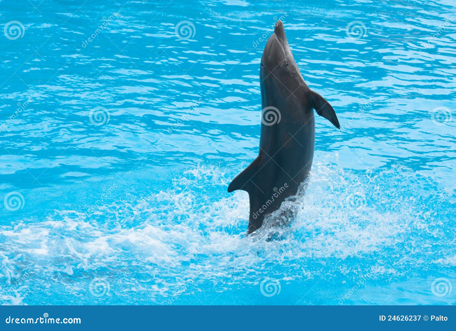 Dancing dolphin stock image. Image of blue, atlantic - 24626237