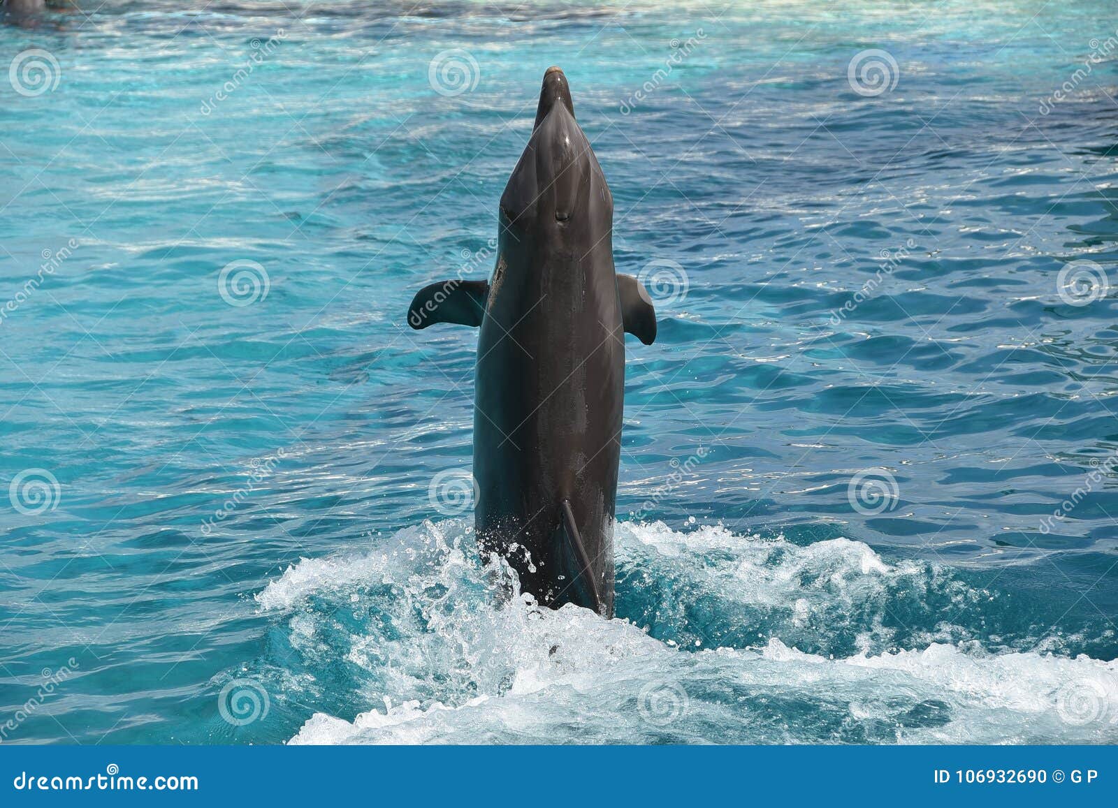 The dancing dolphin stock photo. Image of entertainment - 106932690