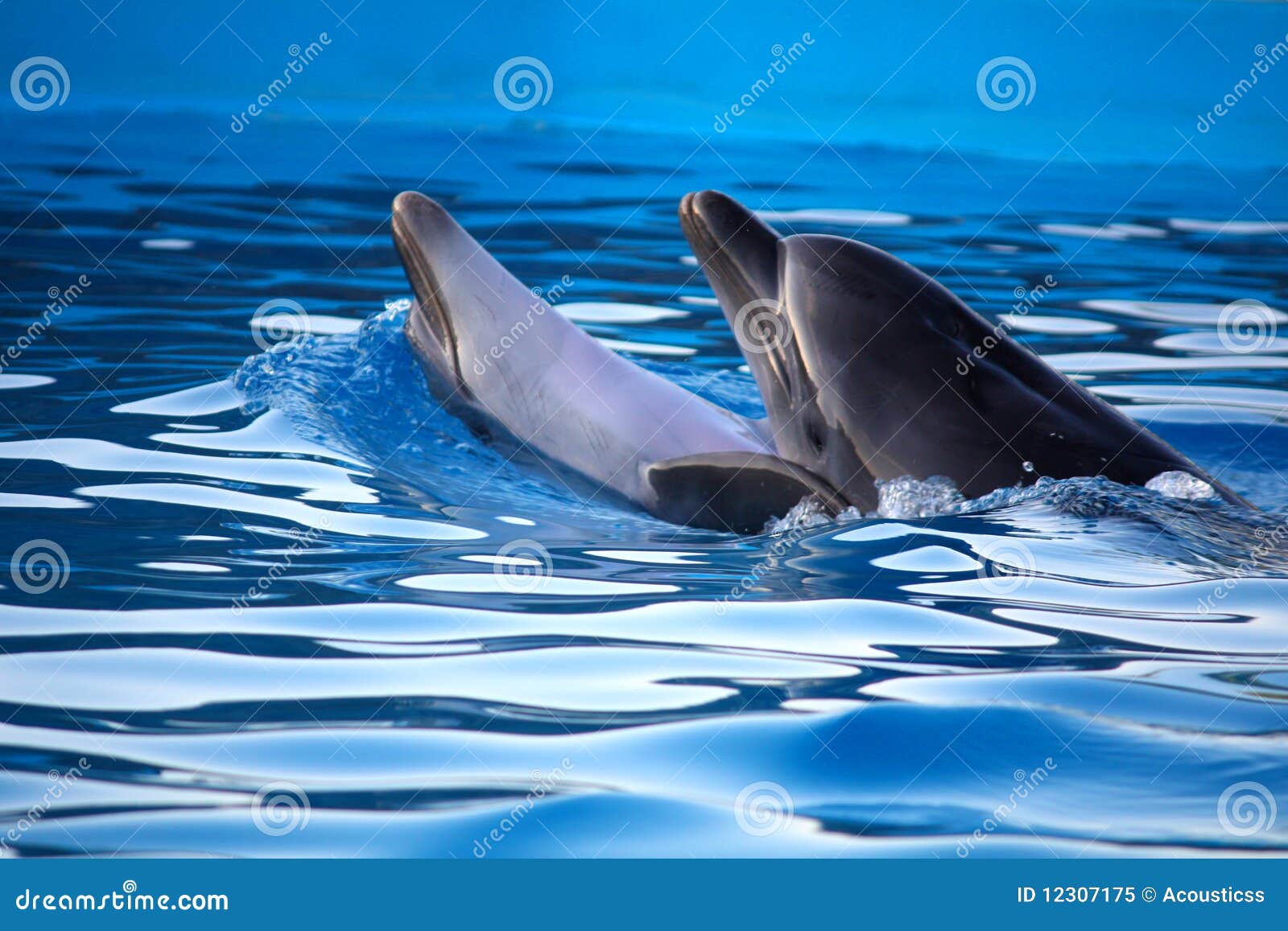 Dancing dolphins stock image. Image of ocean, porpoise - 12307175