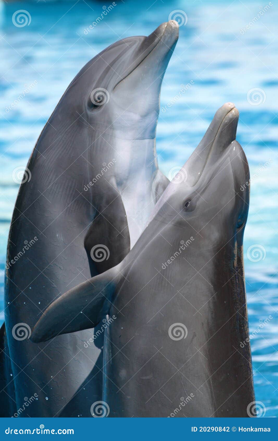 Dancing dolphins stock photo. Image of pair, portugal - 20290842