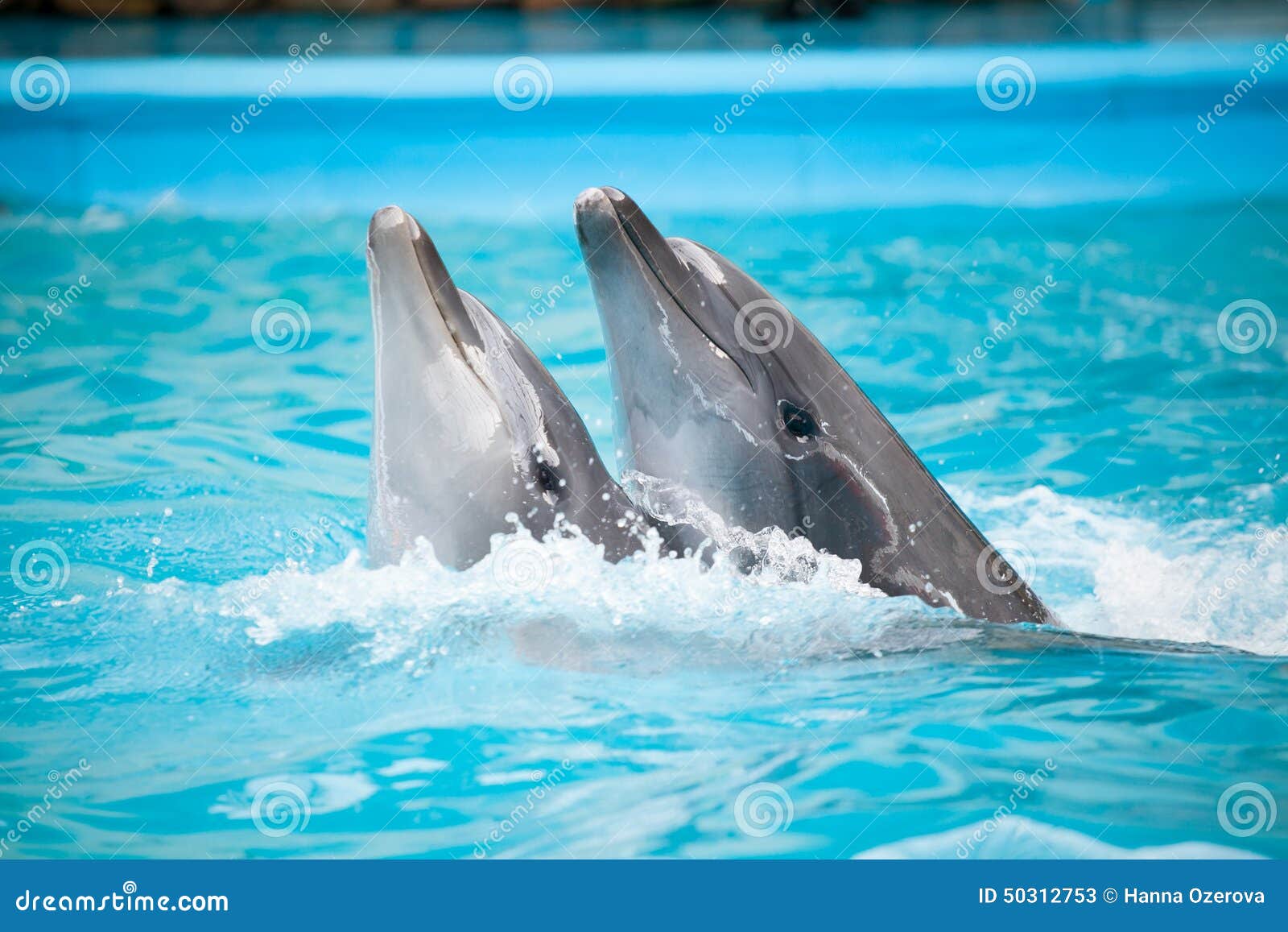 Dancing dolphins stock image. Image of couple, clapping - 50312753