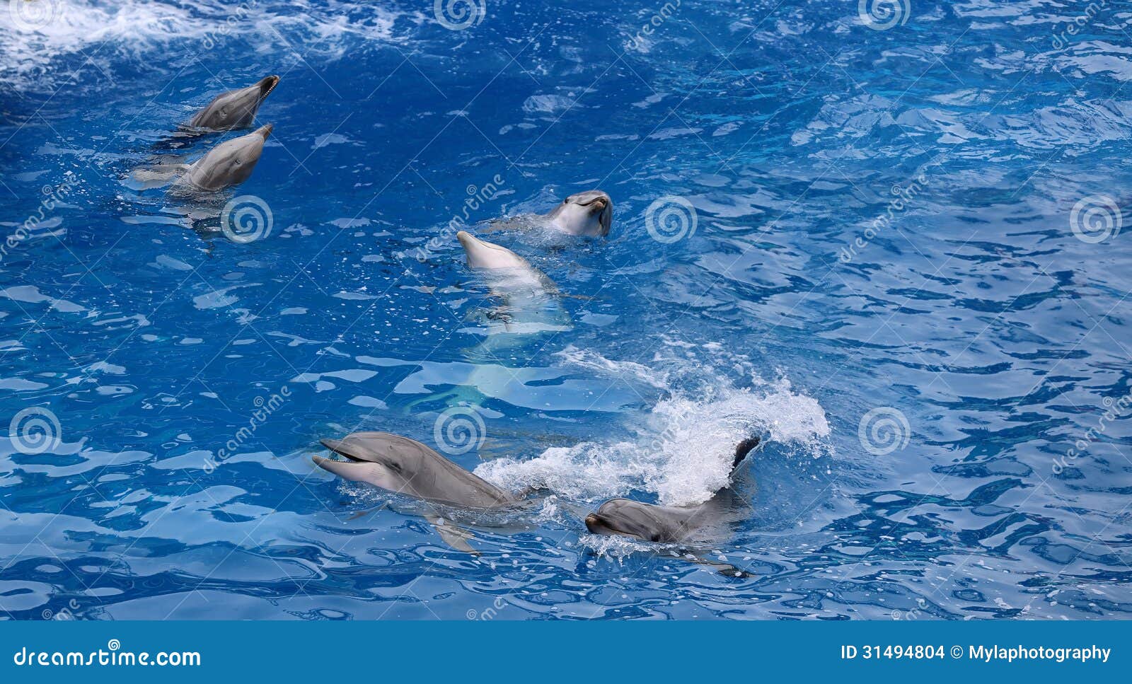 Dancing dolphins stock photo. Image of fish, mouth, dolphin - 31494804