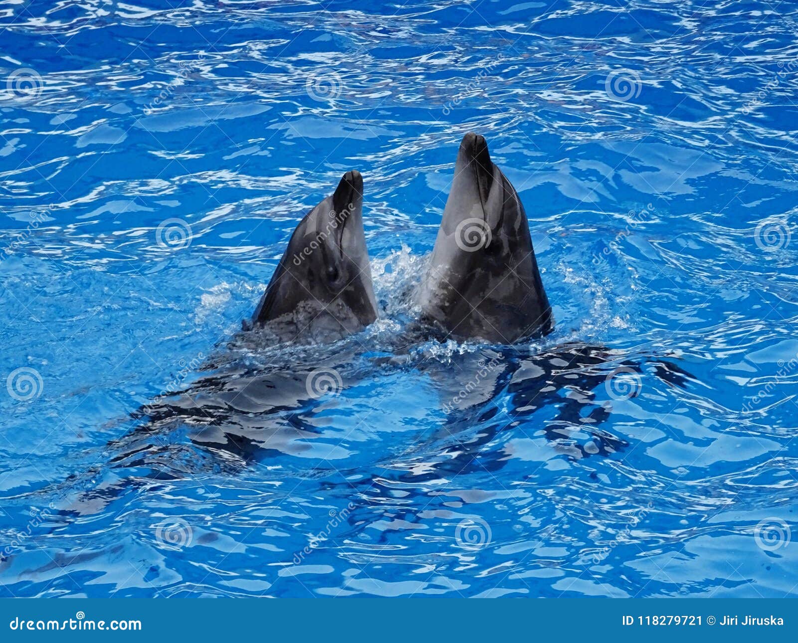 Dancing Dolphins in the Pool Stock Image - Image of skills, water ...