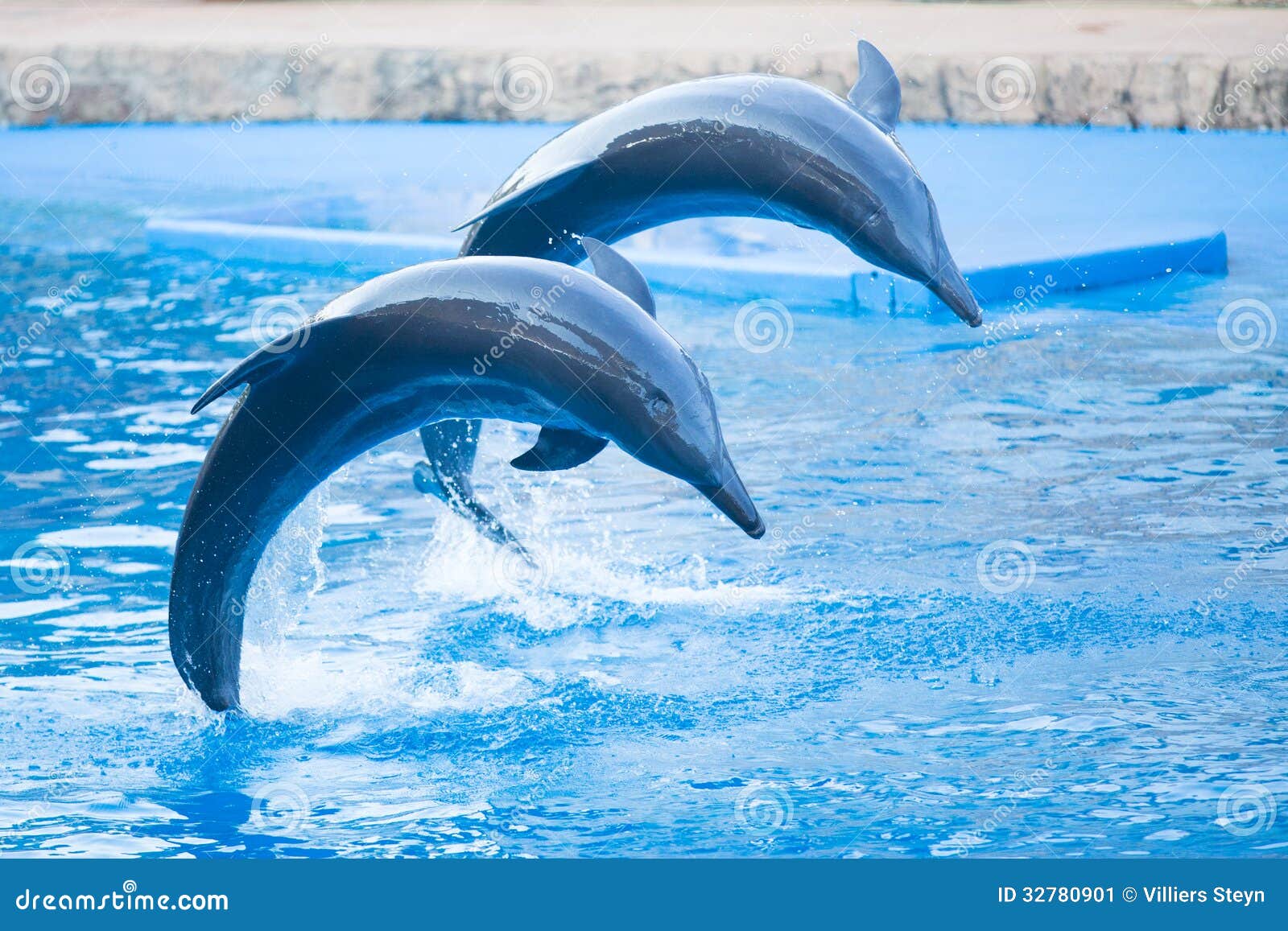 Dancing dolphins stock image. Image of splashing, south - 32780901