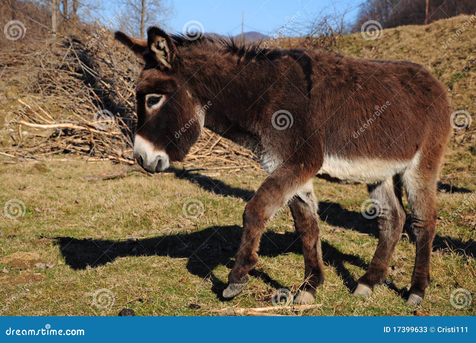 Dancing donkey stock image. Image of ears, grassland - 17399633