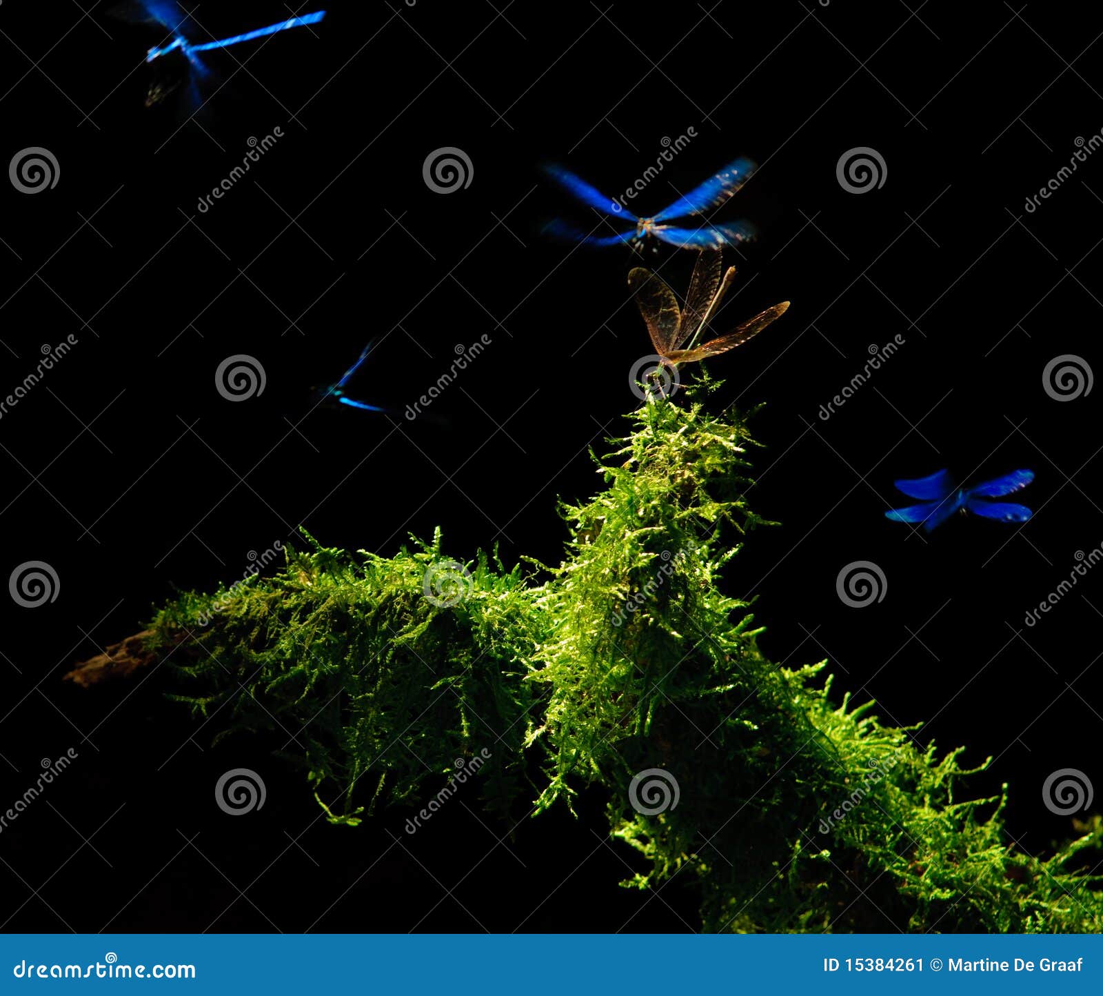 Dancing Dragonflies stock image. Image of fantasy, fairies - 15384261