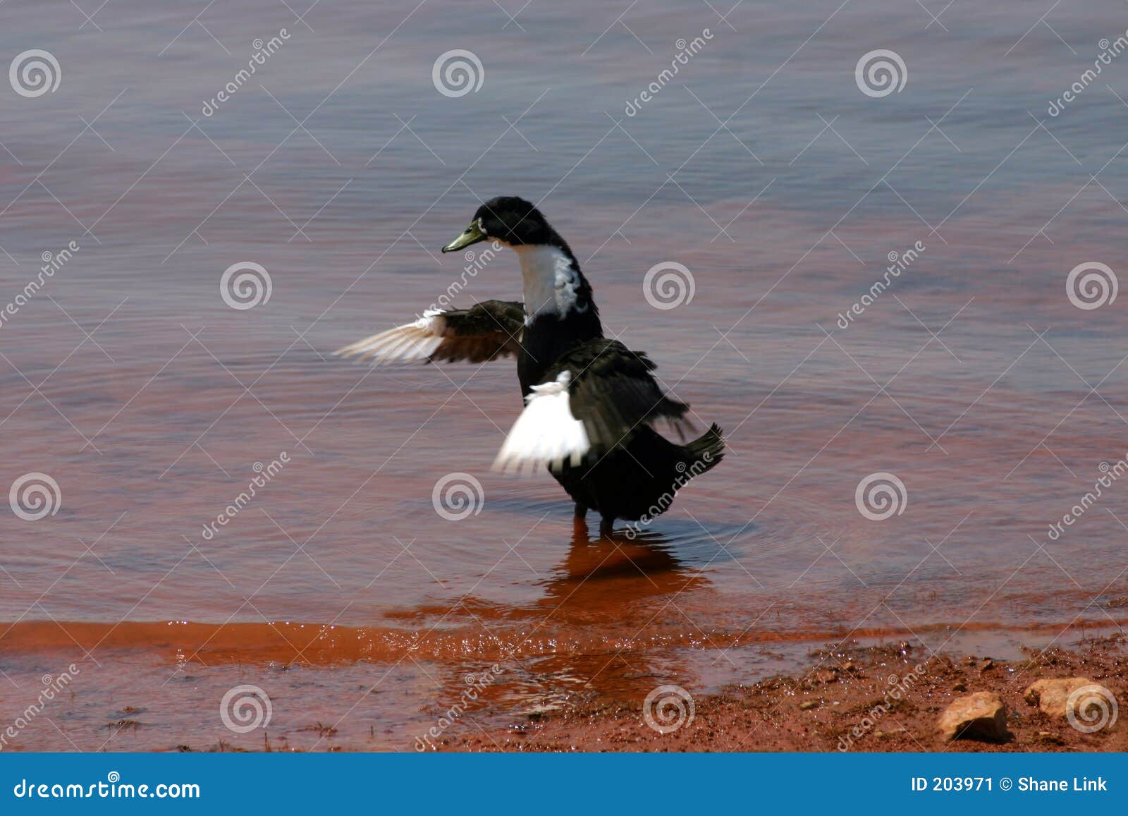 Dancing Duck stock image. Image of quack, water, park, wings - 203971