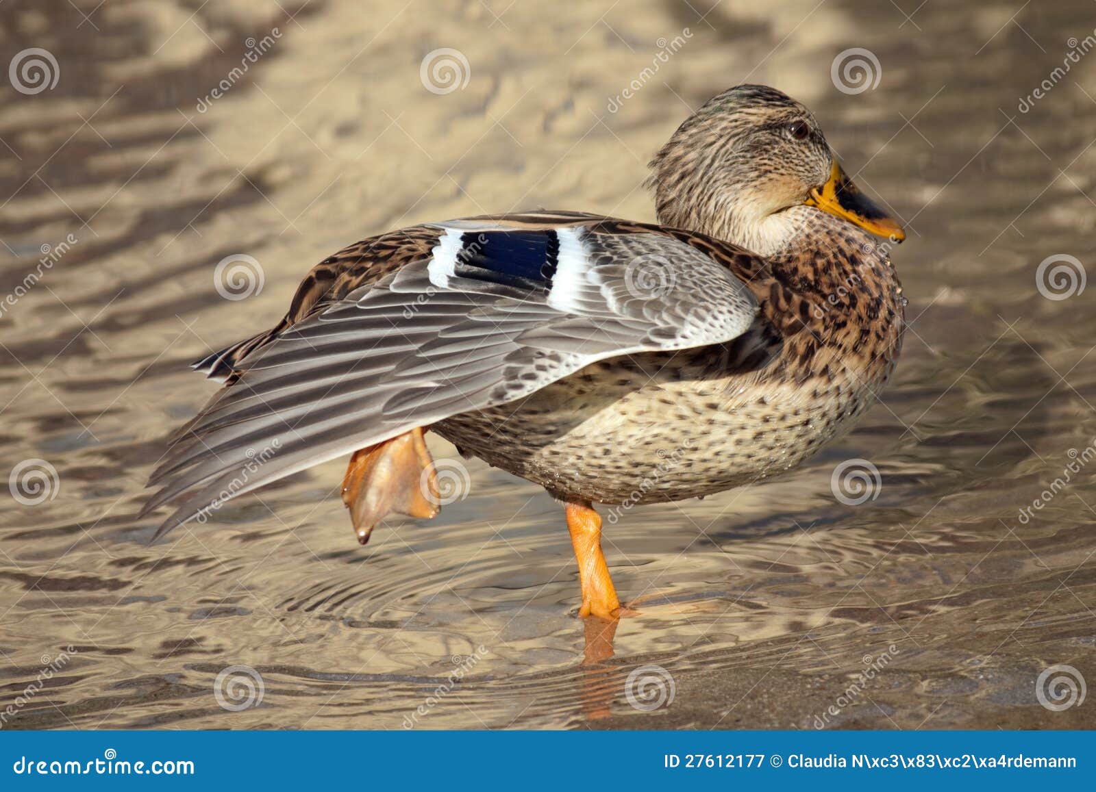 Dancing duck stock image. Image of water, river, aquatic - 27612177