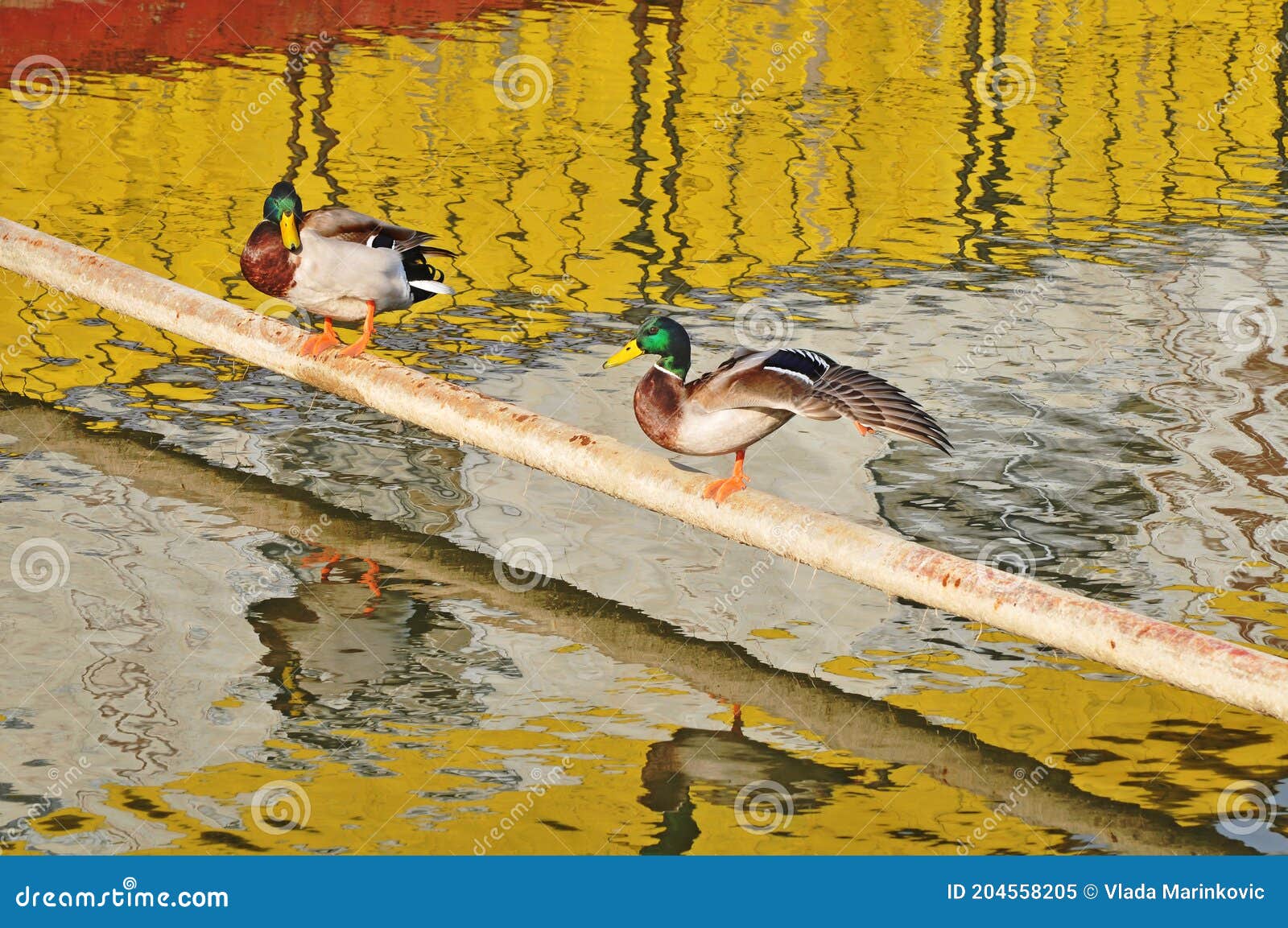 Dancing Duck Partner Stock Photos - Free & Royalty-Free Stock Photos ...