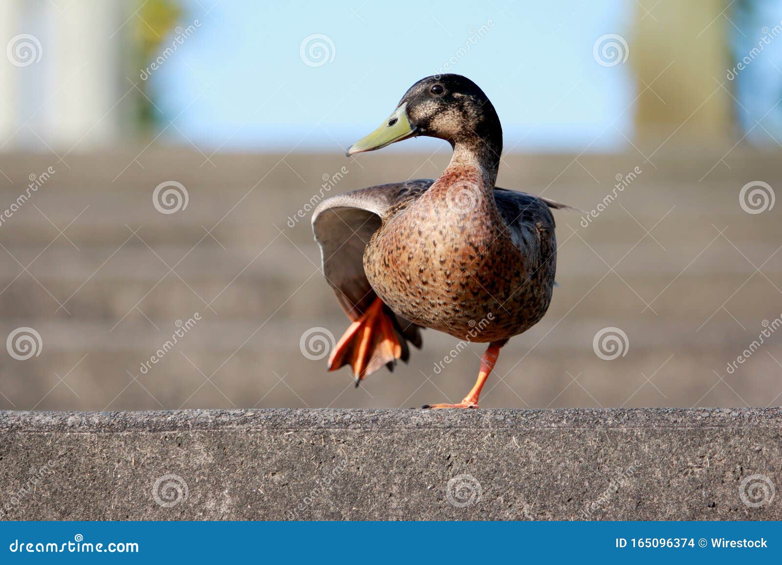 Dancing Duck stock photo. Image of wildlife, dancing - 165096374
