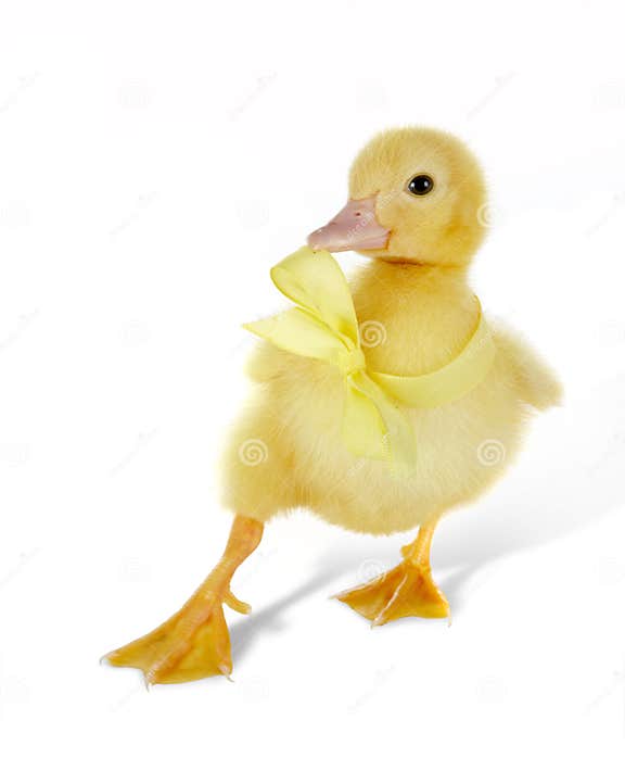 Dancing ducky stock photo. Image of born, birds, adorable - 7791320