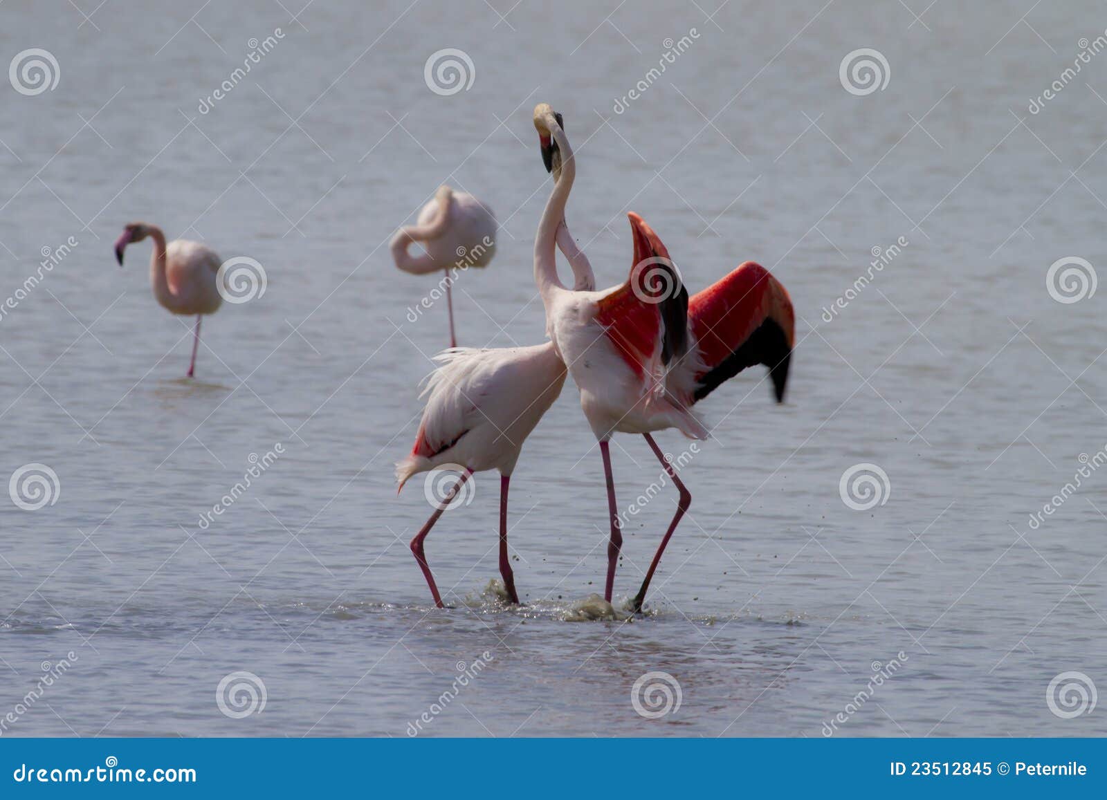 Dancing flamingo stock image. Image of bird, wildlife - 23512845