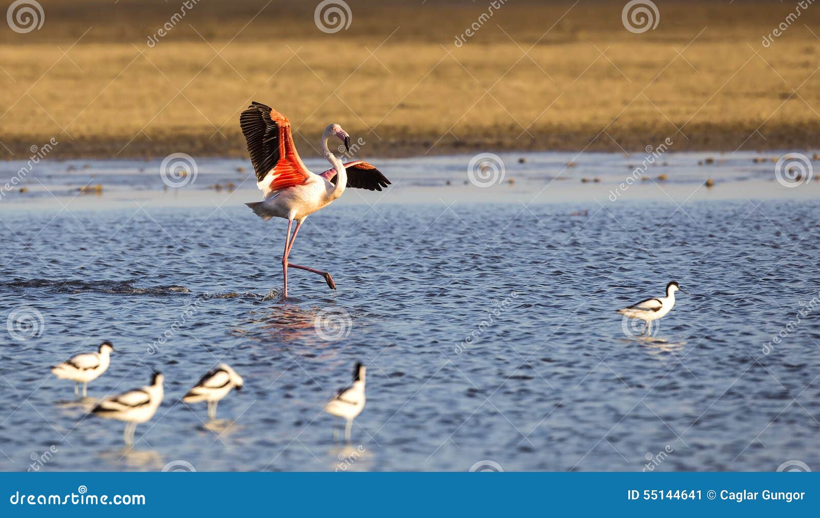 Dancing Flamingo stock image. Image of ritual, nature - 55144641