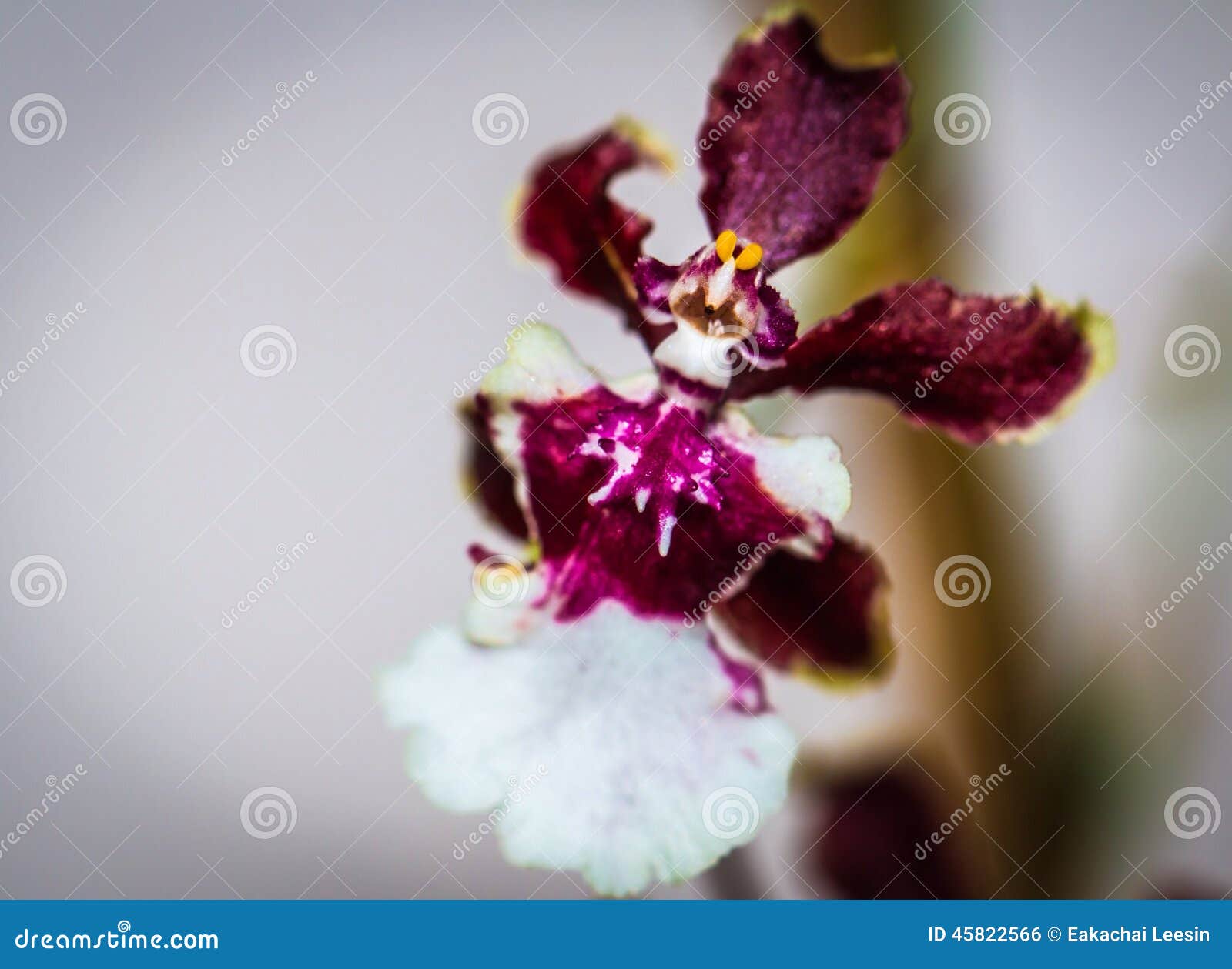 Dancing flower stock photo. Image of purple, flower, time - 45822566