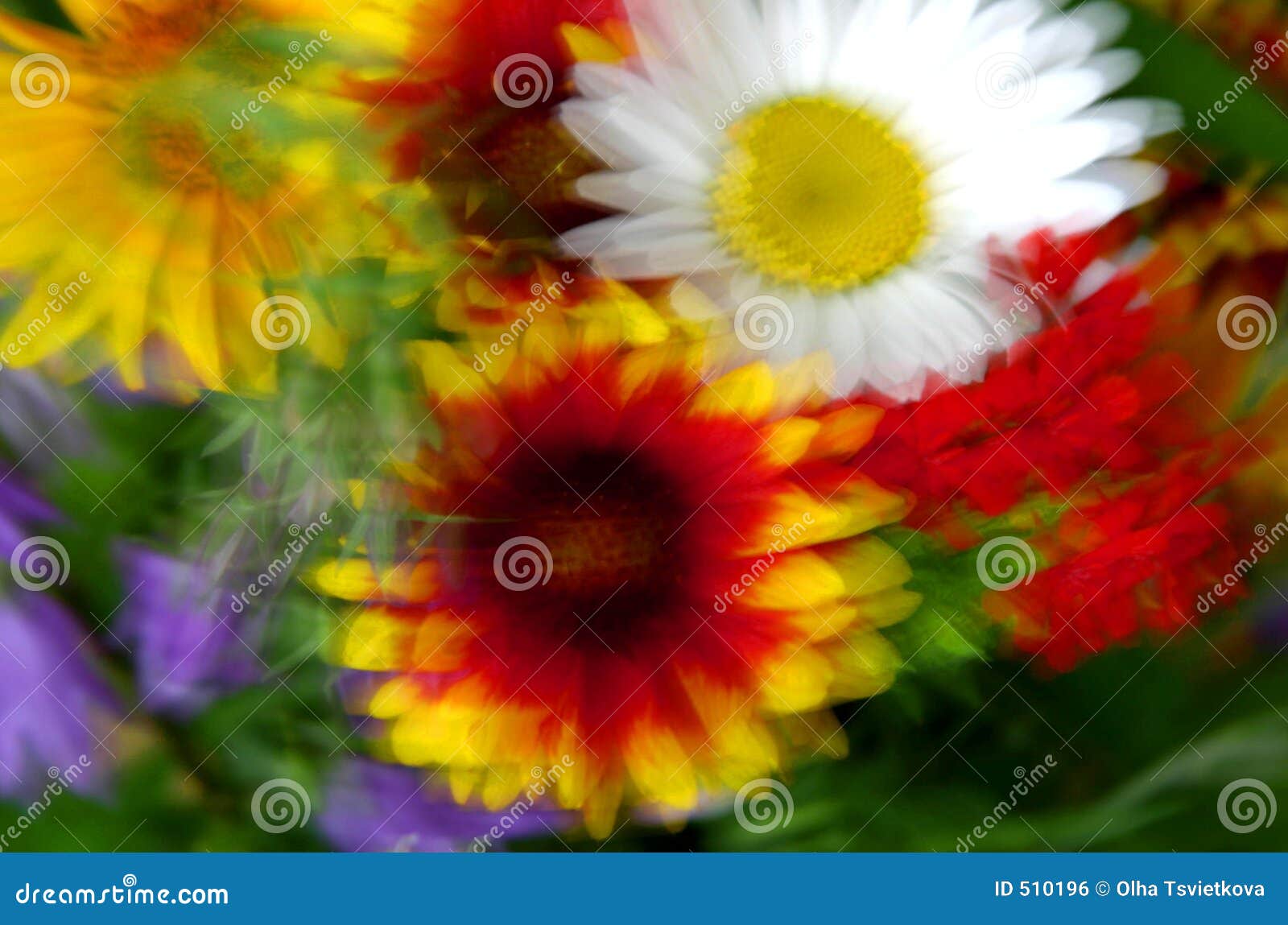 Dancing Flowers (Fall Colors) Stock Photo - Image of flower, colorful ...