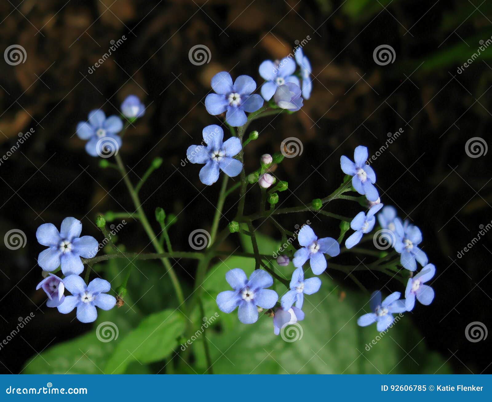 Dancing flowers stock image. Image of dancing, davenport - 92606785
