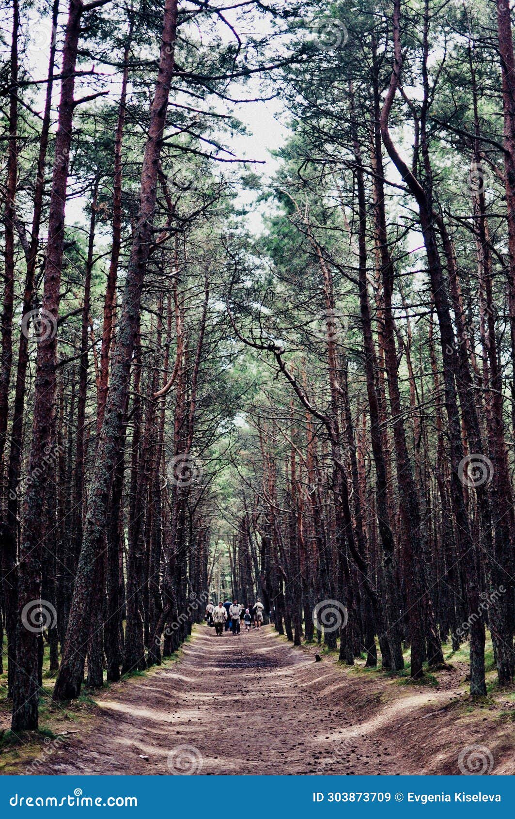 Dancing Forest on the Curonian Spit in Kaliningrad Editorial Stock ...