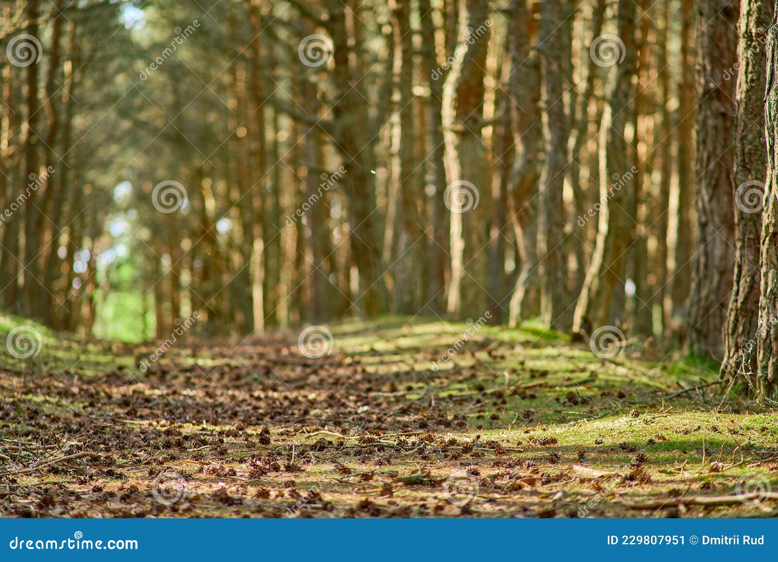 Dancing Forest on the Curonian Spit of the Kaliningrad Region. Stock ...