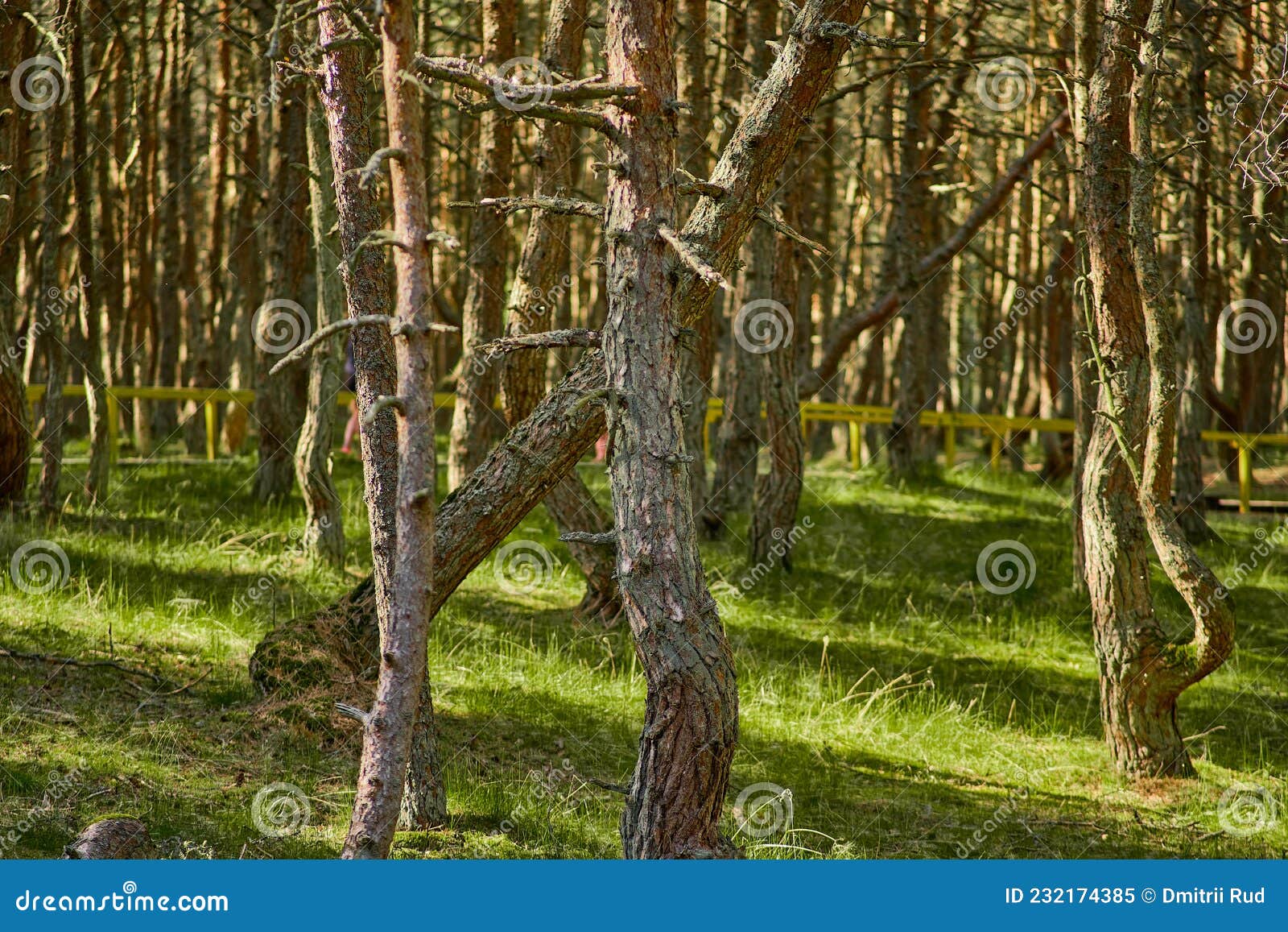 Dancing Forest on the Curonian Spit of the Kaliningrad Region. Stock ...