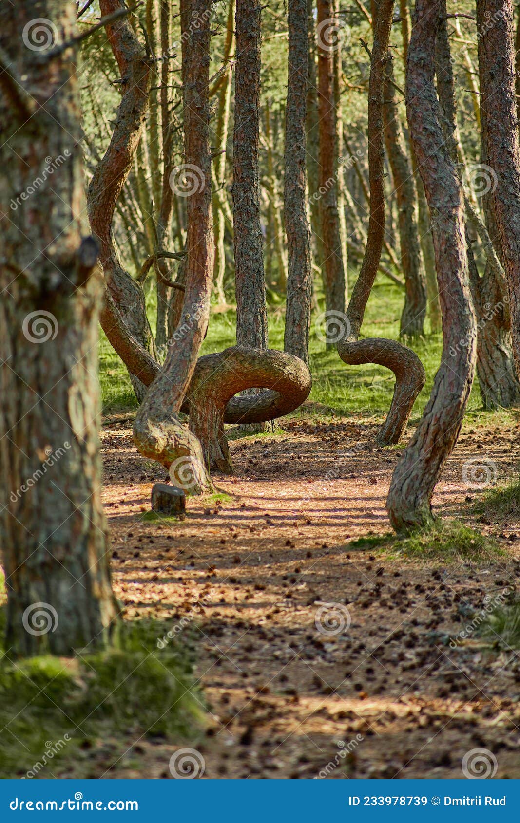 Dancing Forest on the Curonian Spit of the Kaliningrad Region. Stock ...