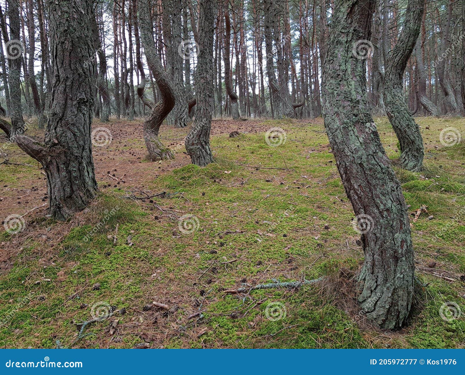 `Dancing Forest` on the Curonian Spit Stock Image - Image of droplet ...