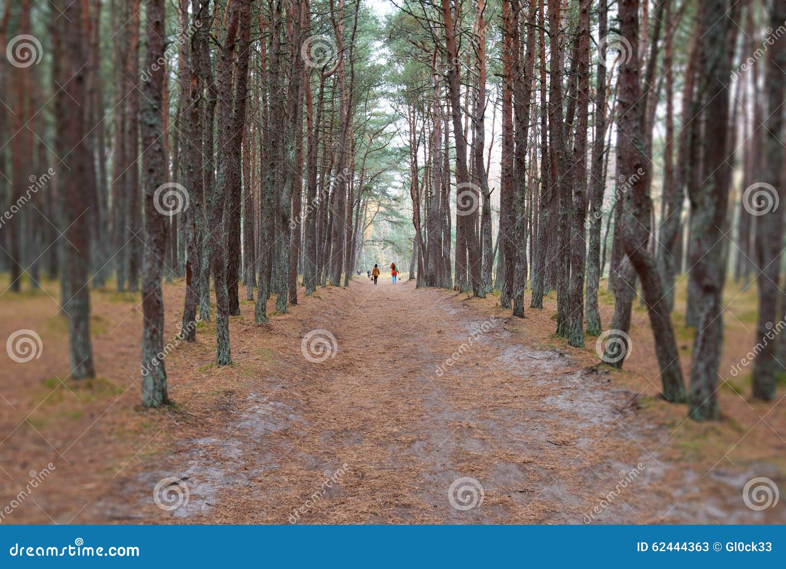 Dancing Forest. Kaliningrad Region Stock Image - Image of pine, park ...