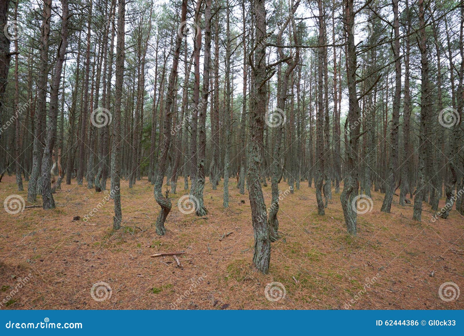 Dancing Forest. Kaliningrad Region Stock Photo - Image of spit, juniper ...