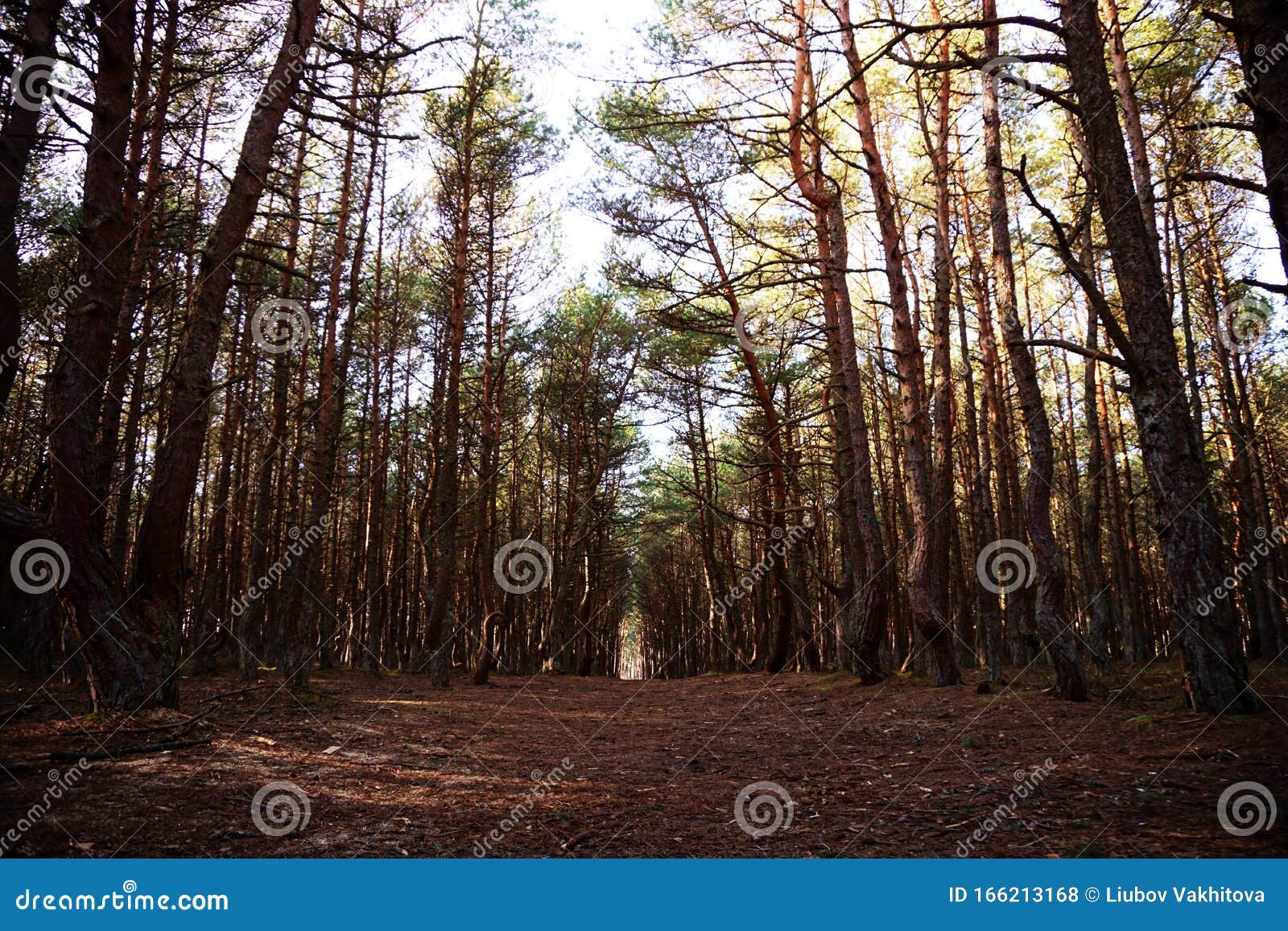 Dancing Forest in Kaliningrad in Russia 库存照片 - 图片 包括有 颜色, 自然: 166213168