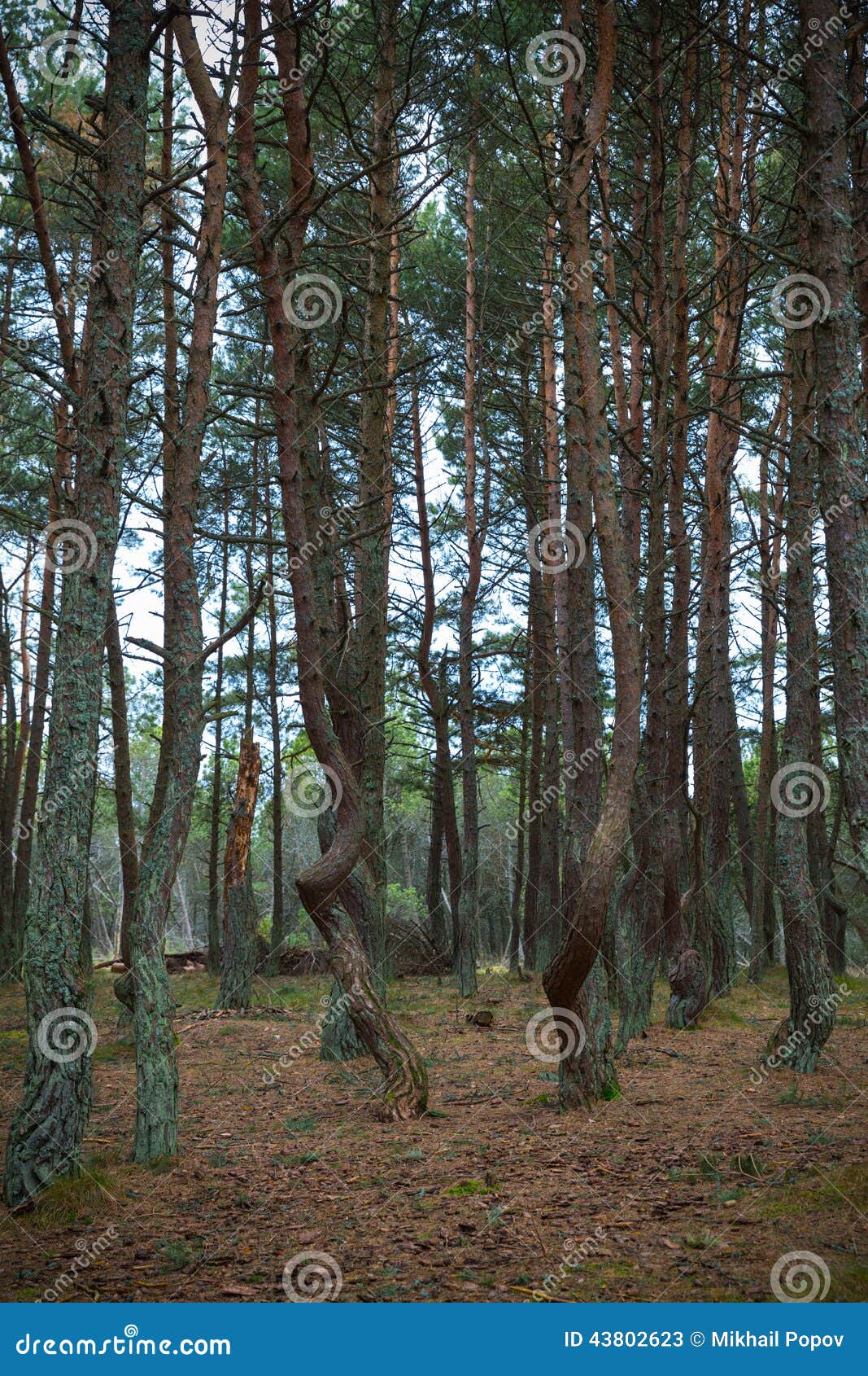 Dancing forest. stock image. Image of forest, nature - 43802623