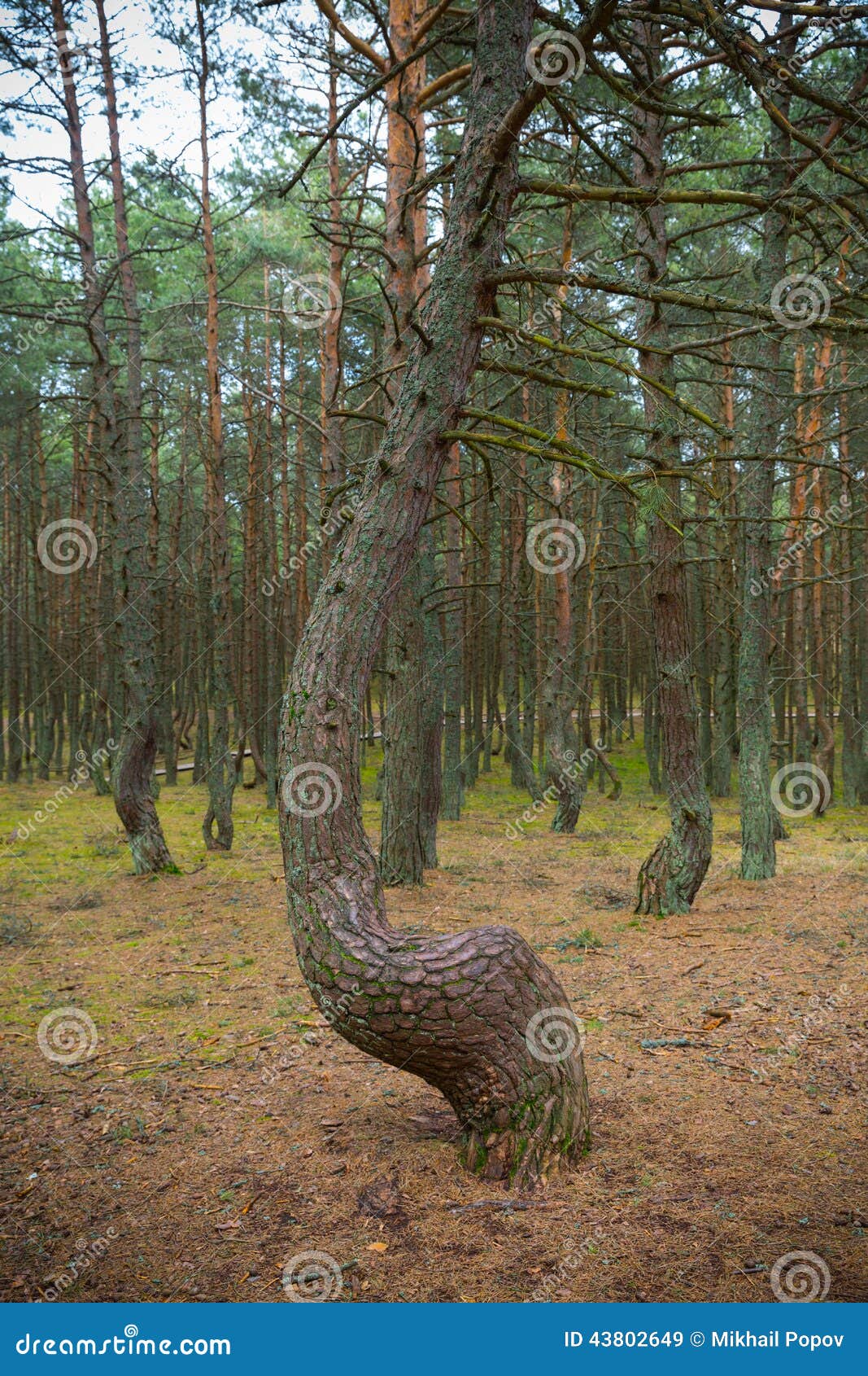 Dancing forest. stock image. Image of misty, natural - 43802649