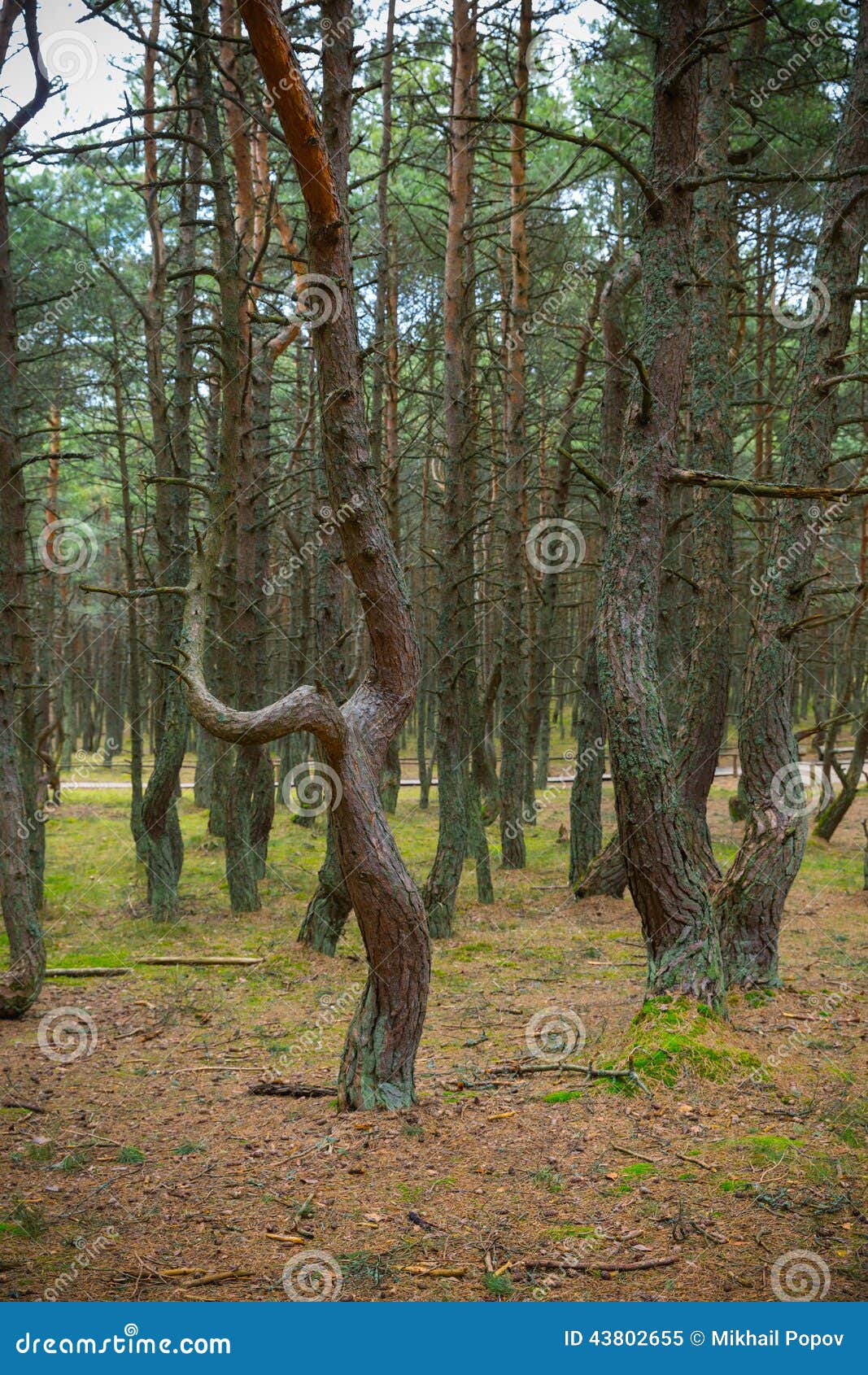 Dancing forest. stock image. Image of kalingrad, exit - 43802655
