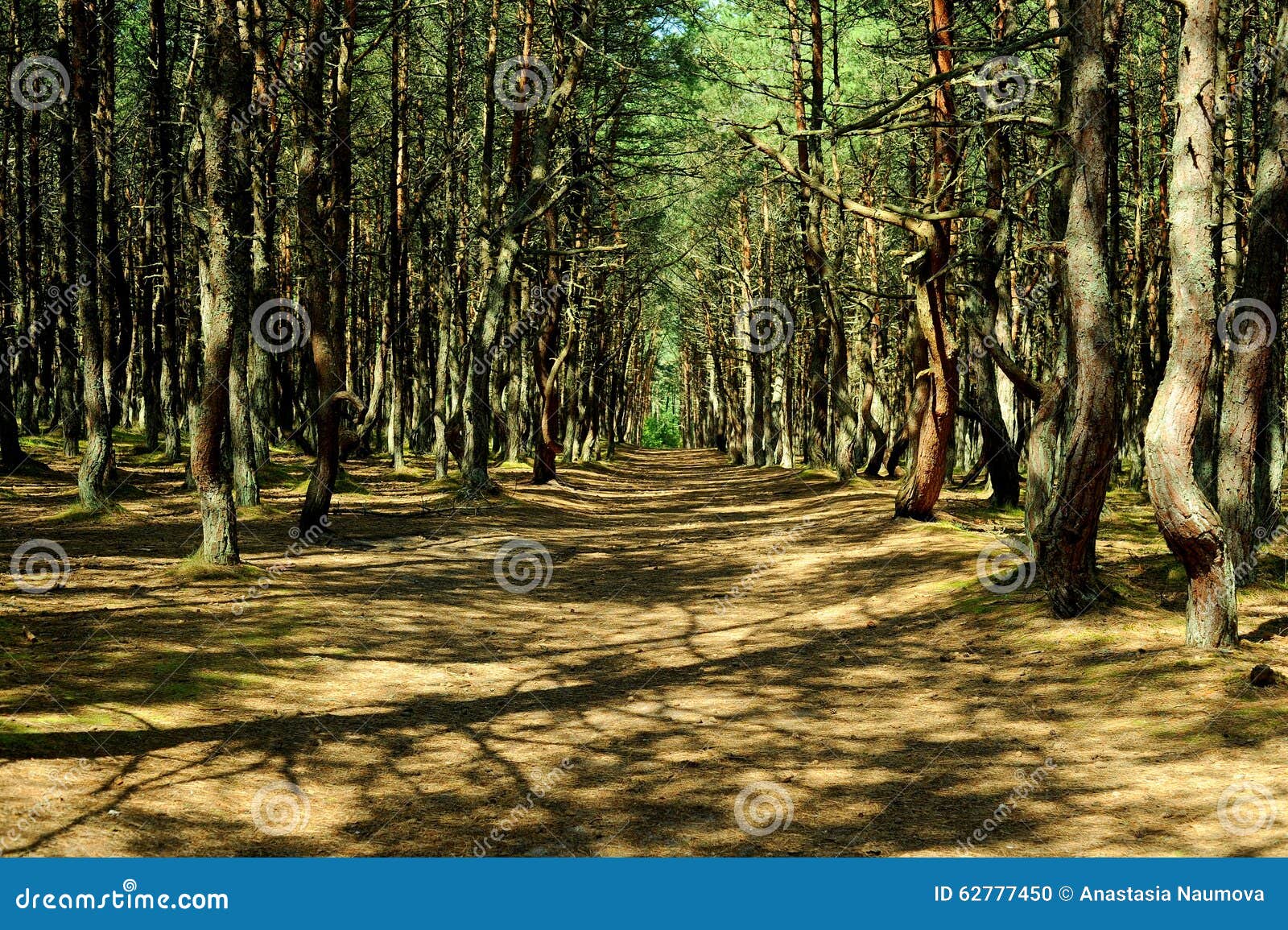 Dancing forest, Russia stock photo. Image of travel, russia - 62777450