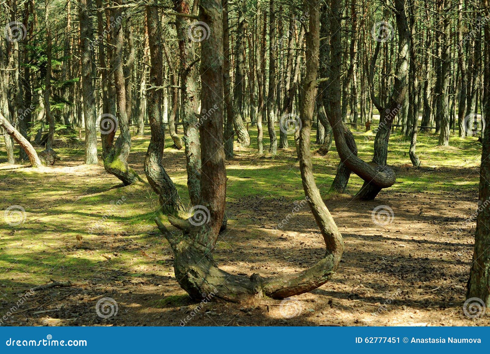 Dancing forest, Russia stock image. Image of woods, russia - 62777451