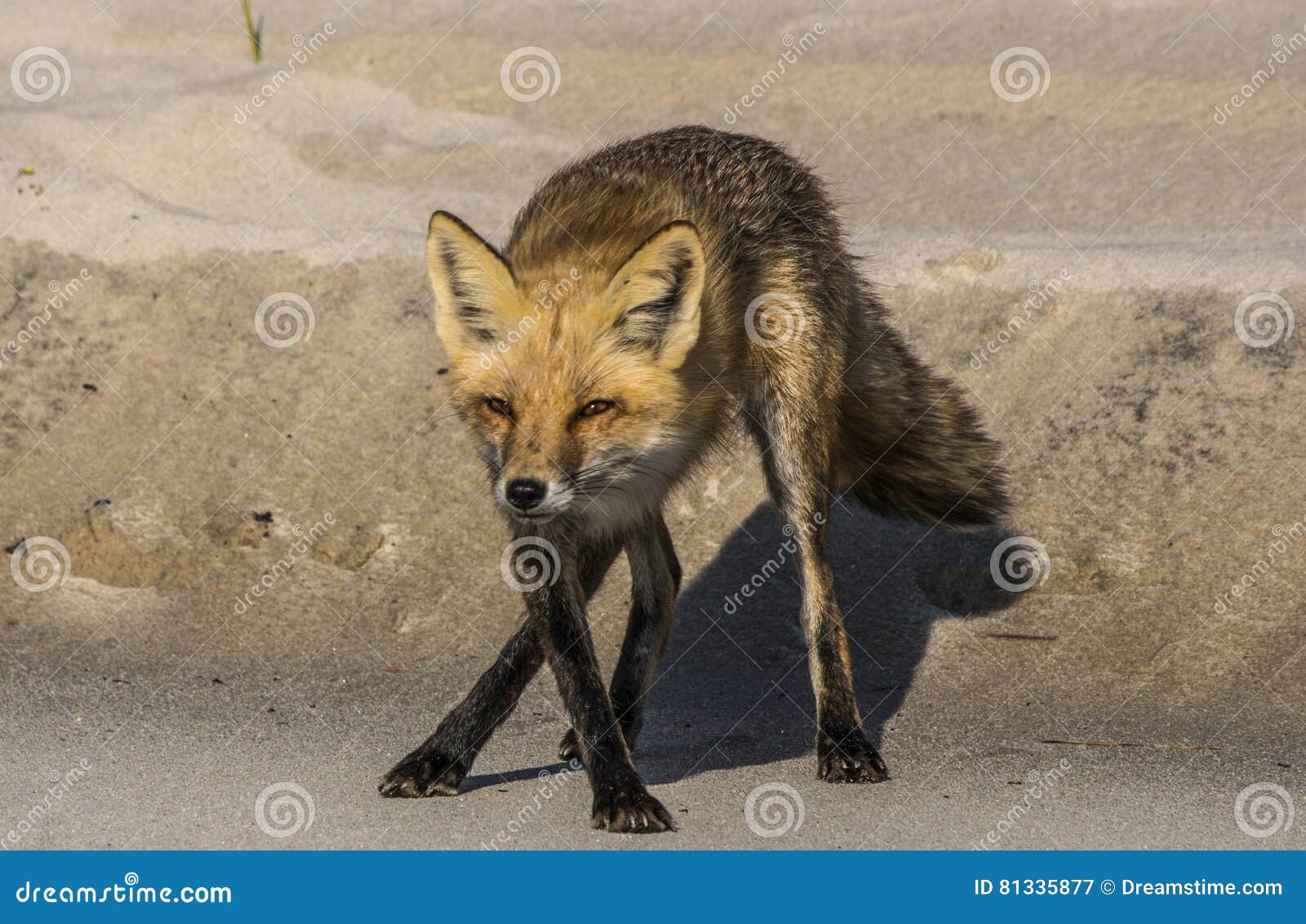 Dancing fox stock image. Image of bigtail, blackfeet - 81335877