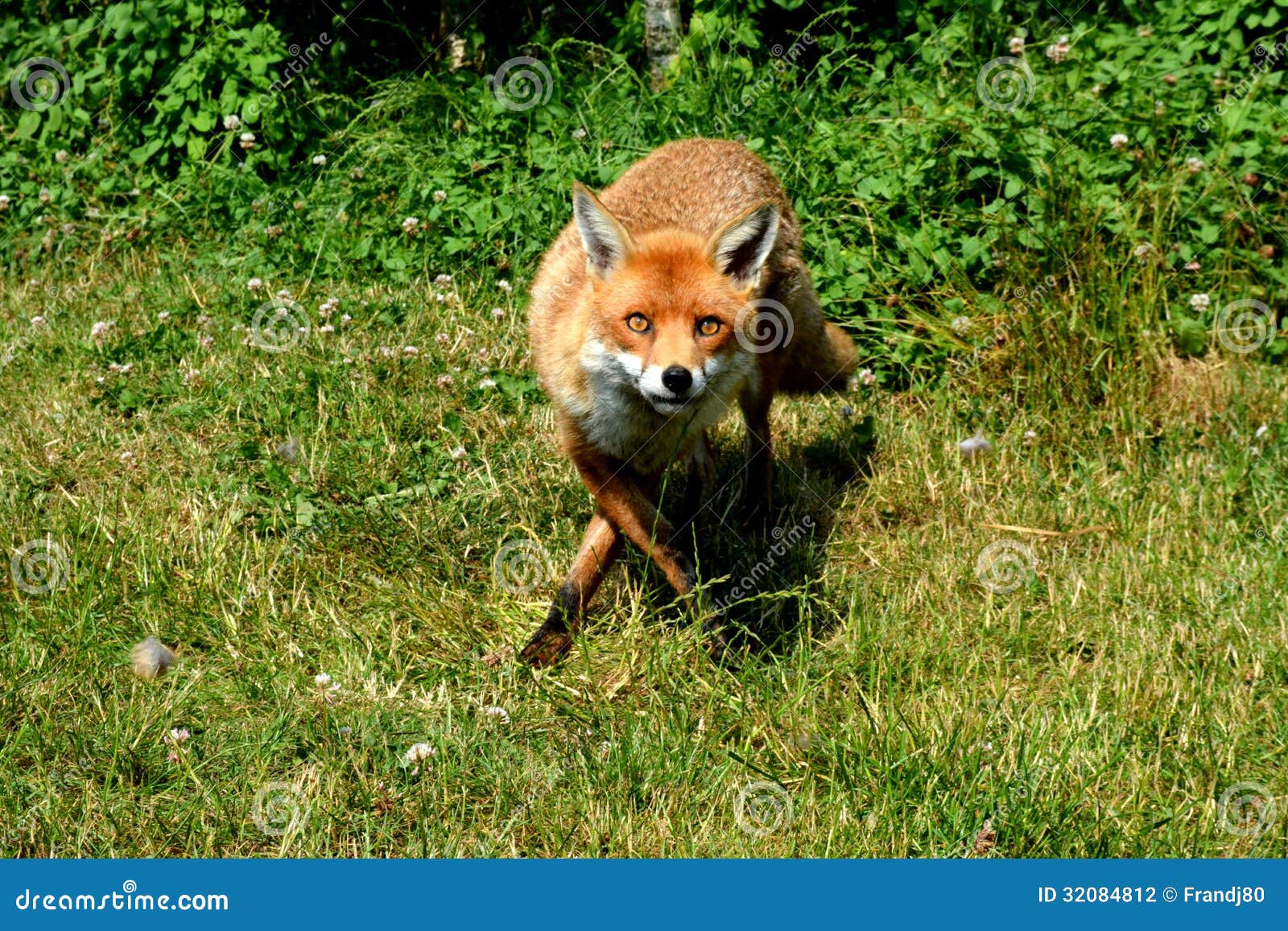Dancing fox stock photo. Image of looking, furr, woodland - 32084812
