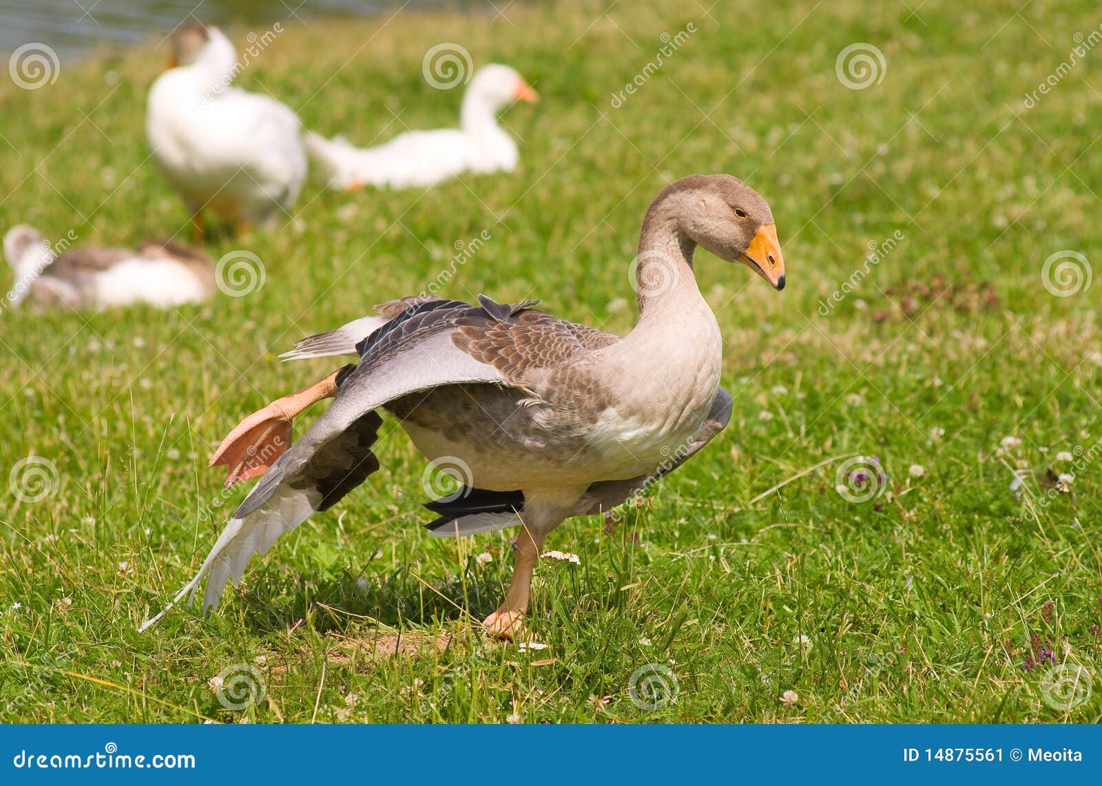 Dancing goose stock image. Image of funny, grass, wing - 14875561