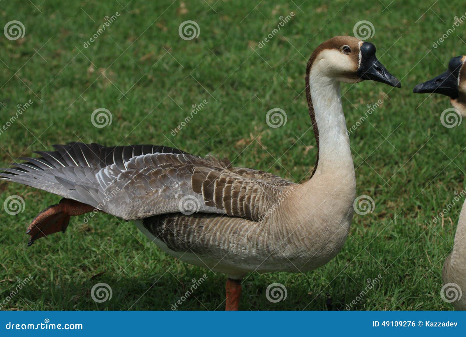 Dancing Goose stock photo. Image of feathers, barn, farm - 49109276
