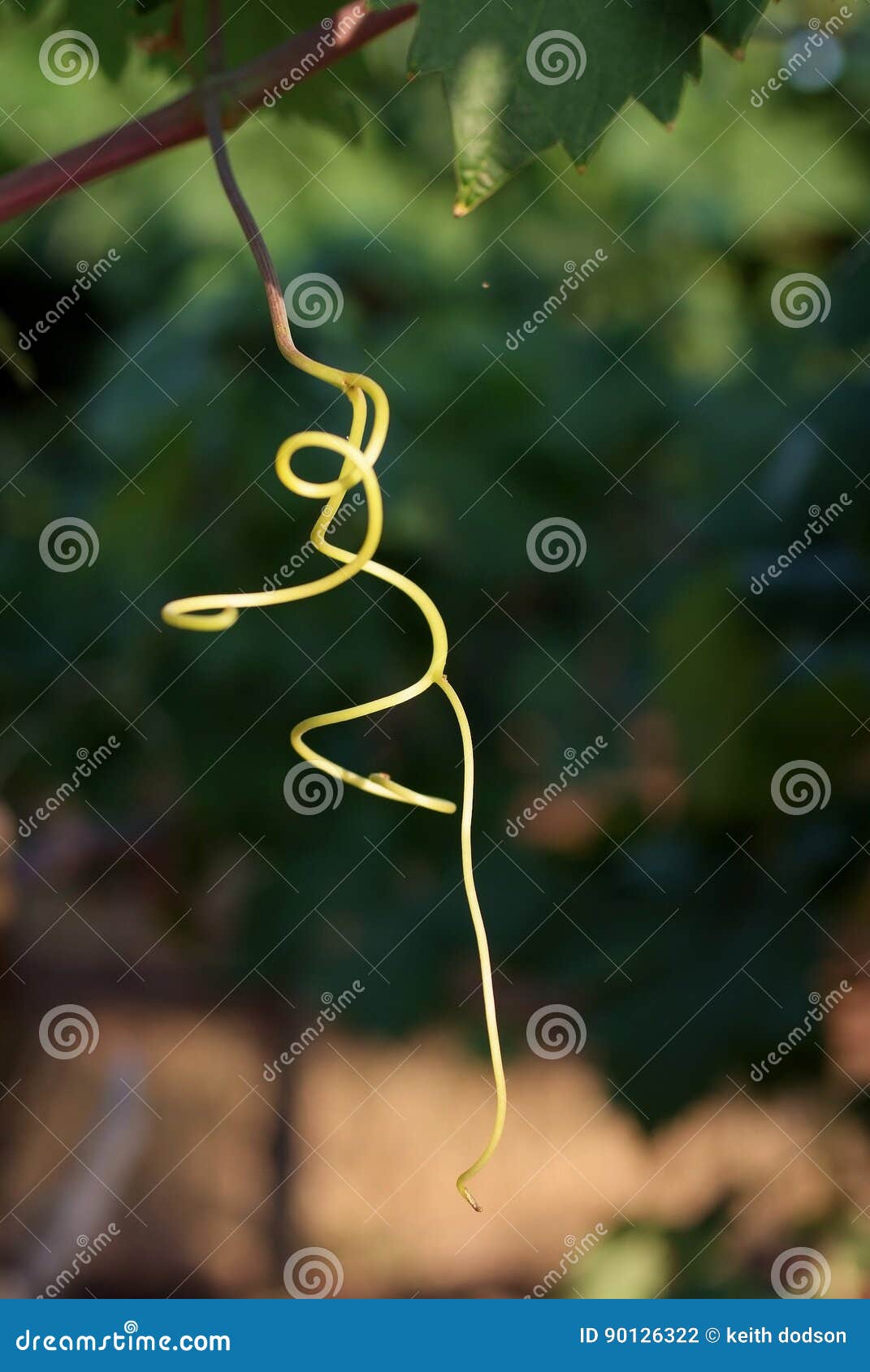Dancing Grape Vine stock photo. Image of grape, vineyard - 90126322