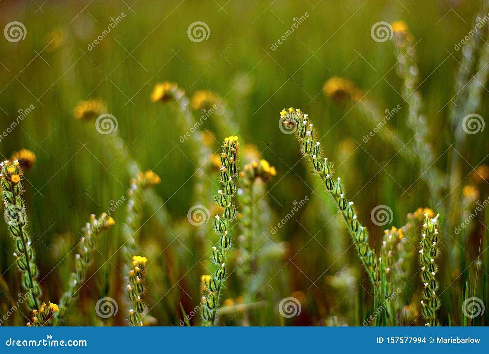Dancing in the grass stock photo. Image of unique, flower - 157577994