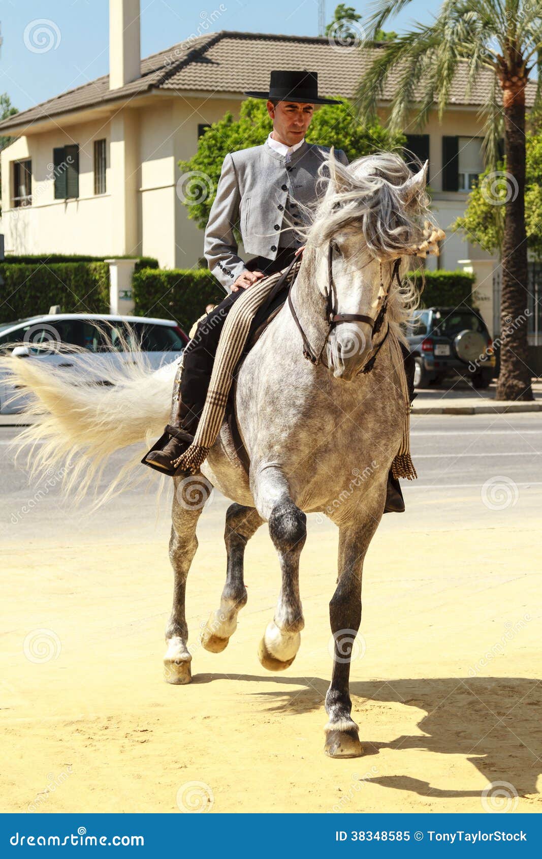 Dancing Horse editorial image. Image of event, horse - 38348585