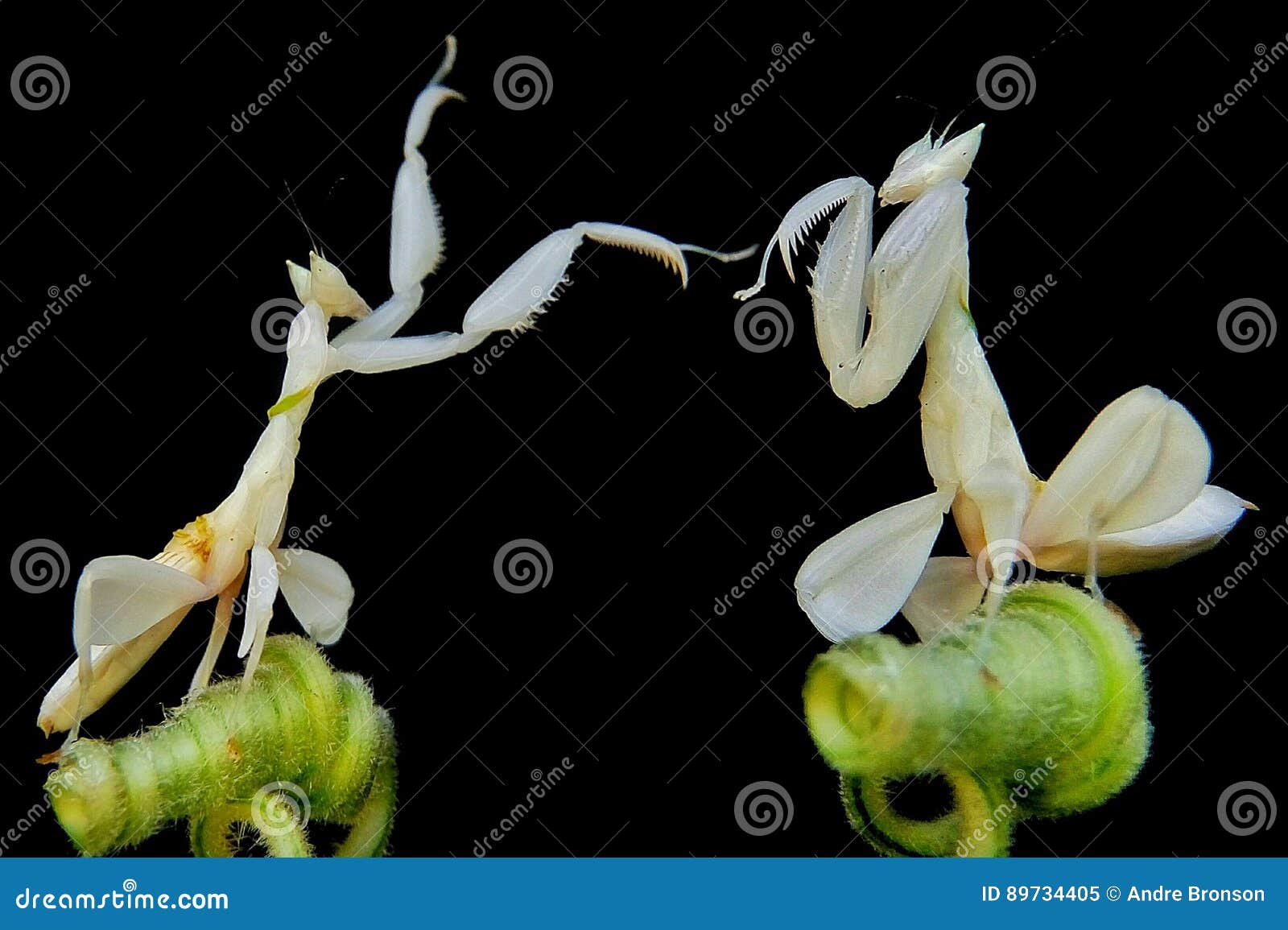 Dancing insects stock image. Image of smaller, leaves - 89734405